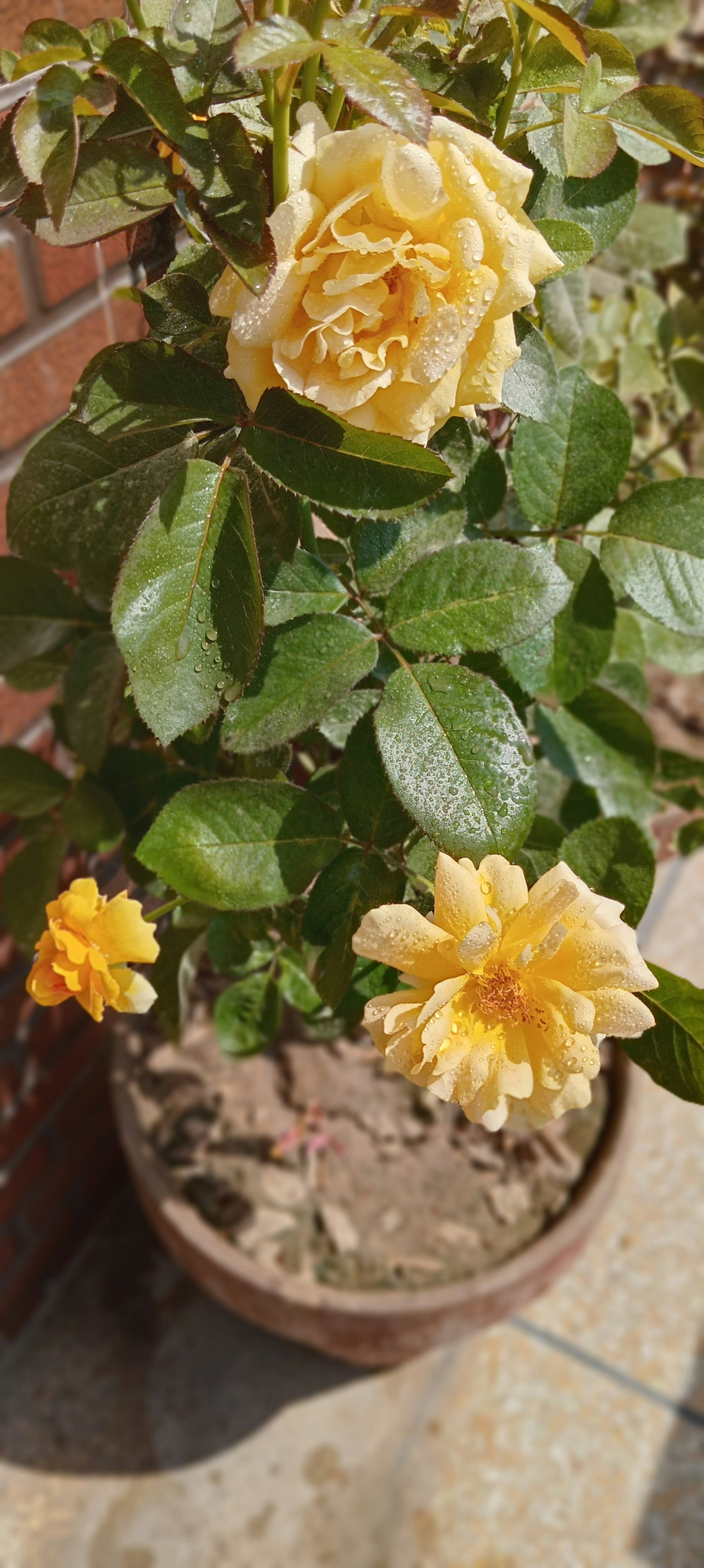 Beautiful and fresh yellow flowerpot.