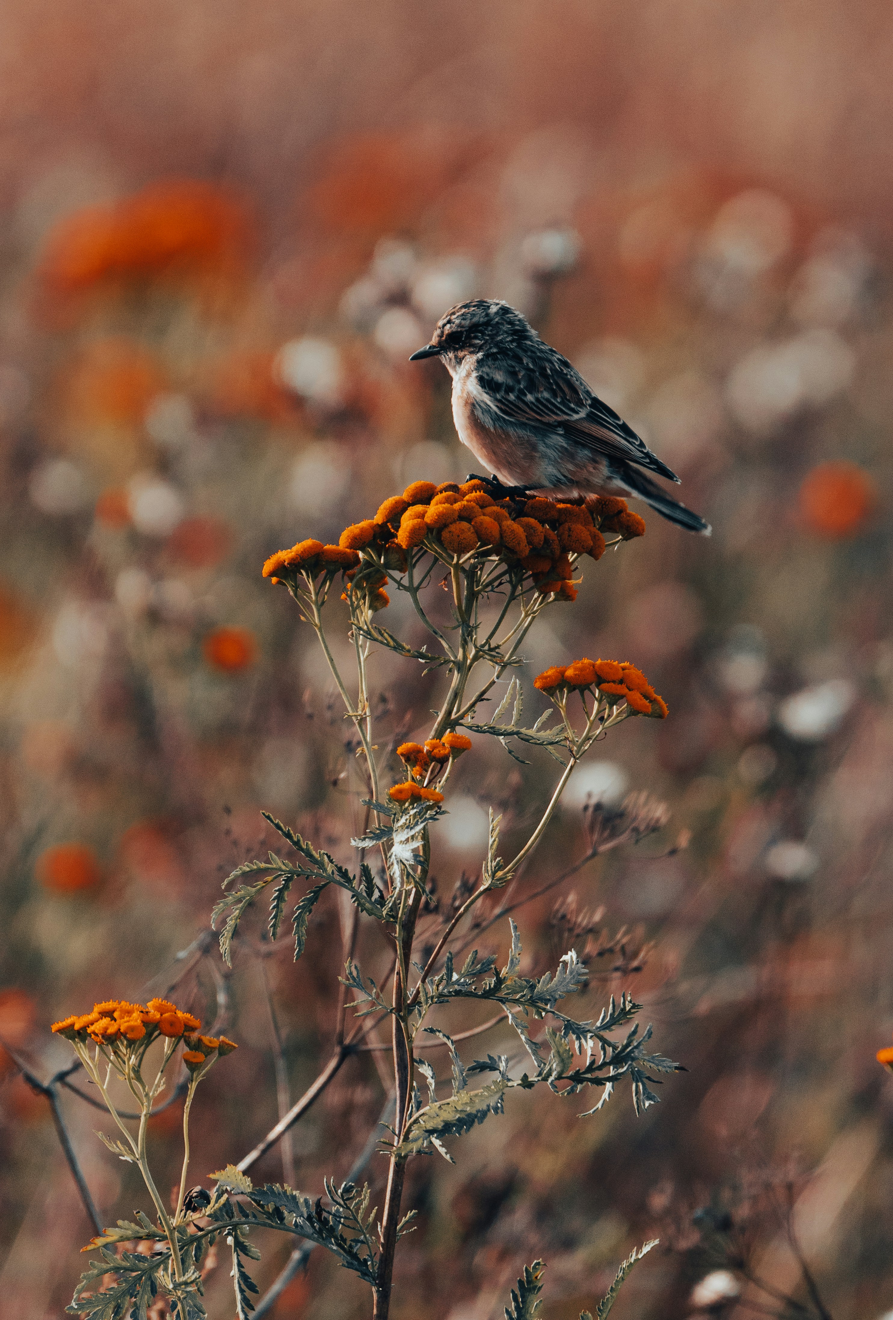 Harmony in Nature: A Songbird's Rest