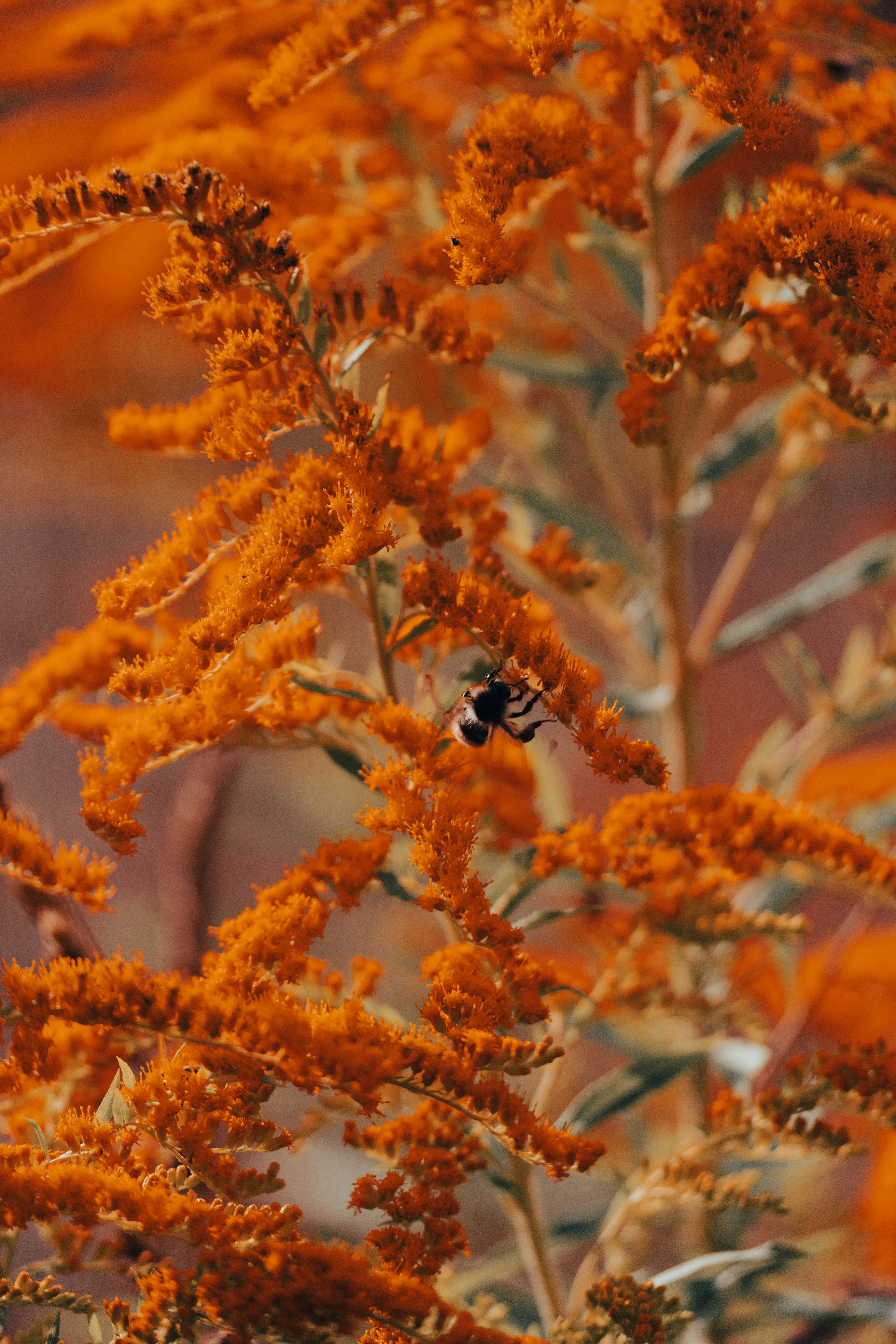 Amber Catkins and a Busy Bee: A Macro Moment in Autumn Light