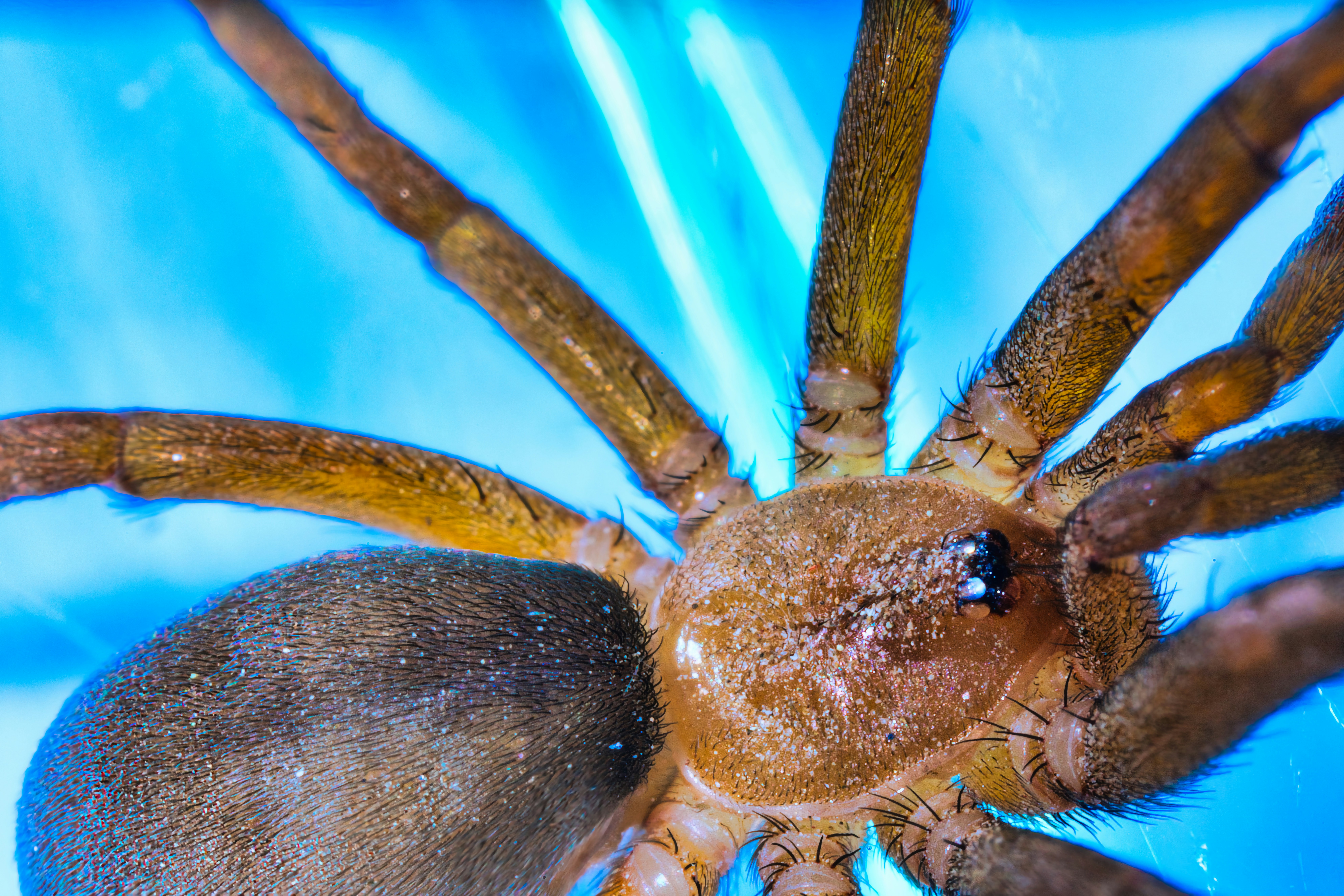 Macro Portrait: Spider Face Emerges from Turquoise Blur