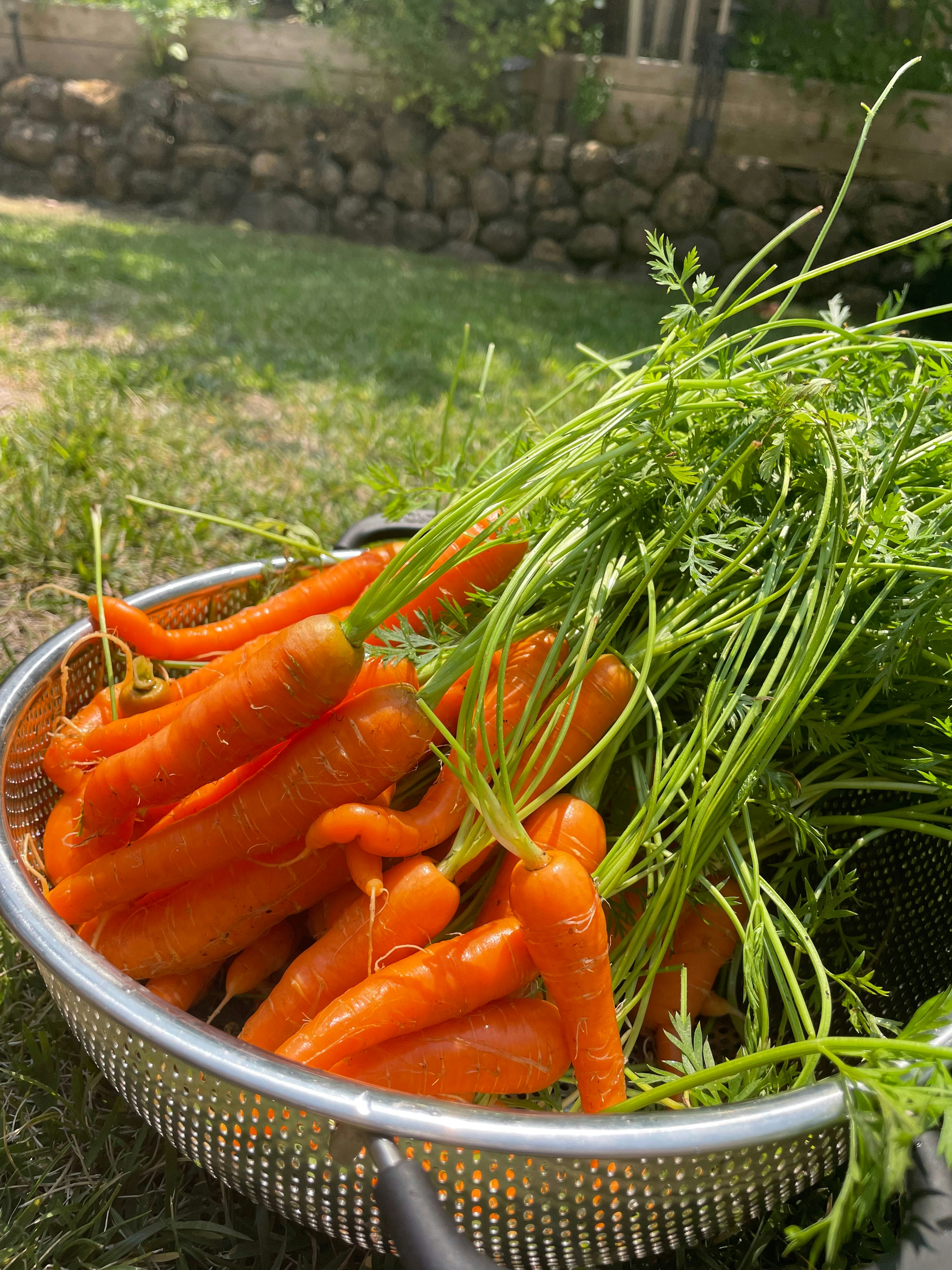 Sunlit Carrot Bounty in a Perforated Basket