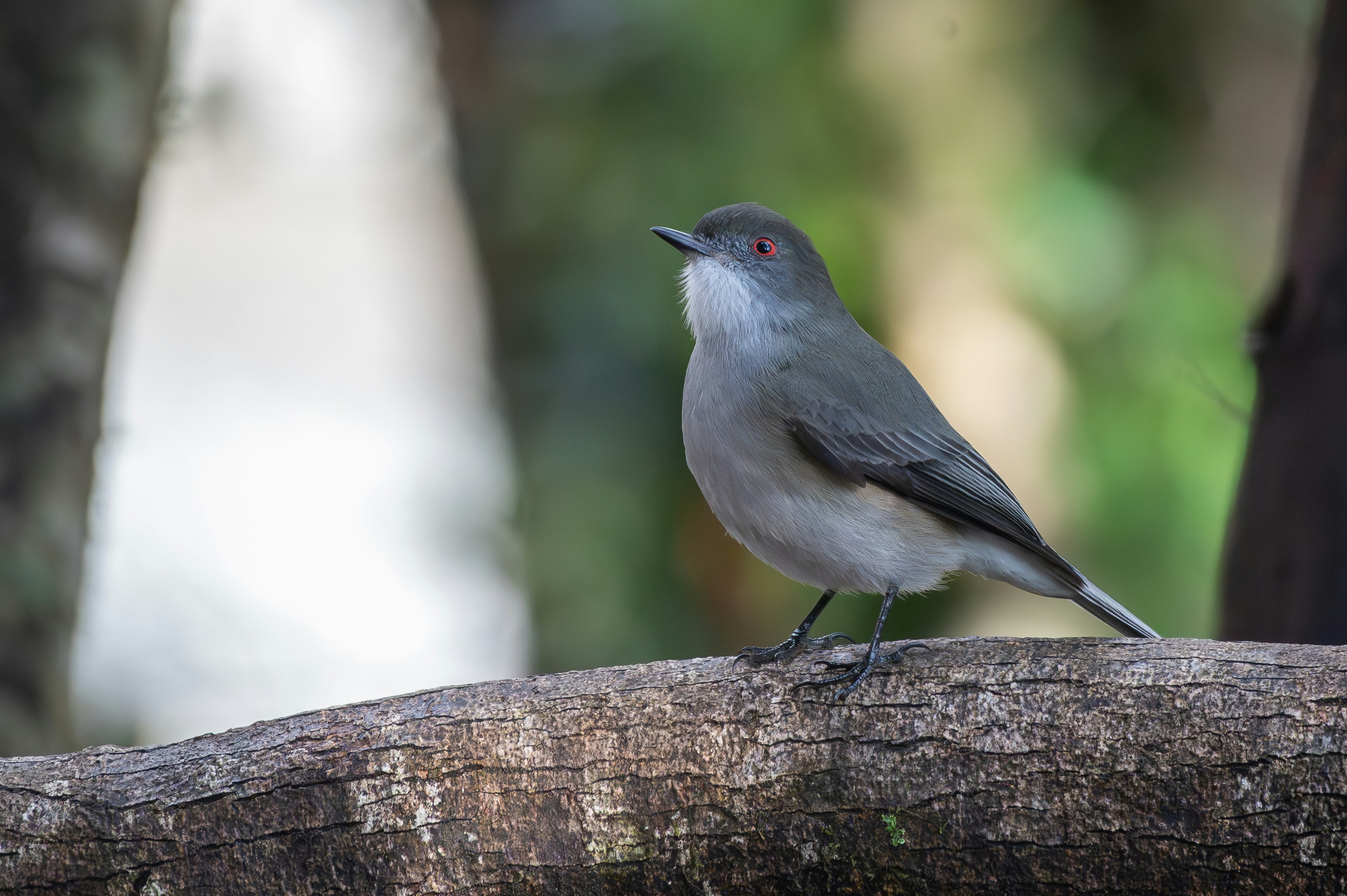 Small bird perched on a branch in a sun-dappled forest setting.