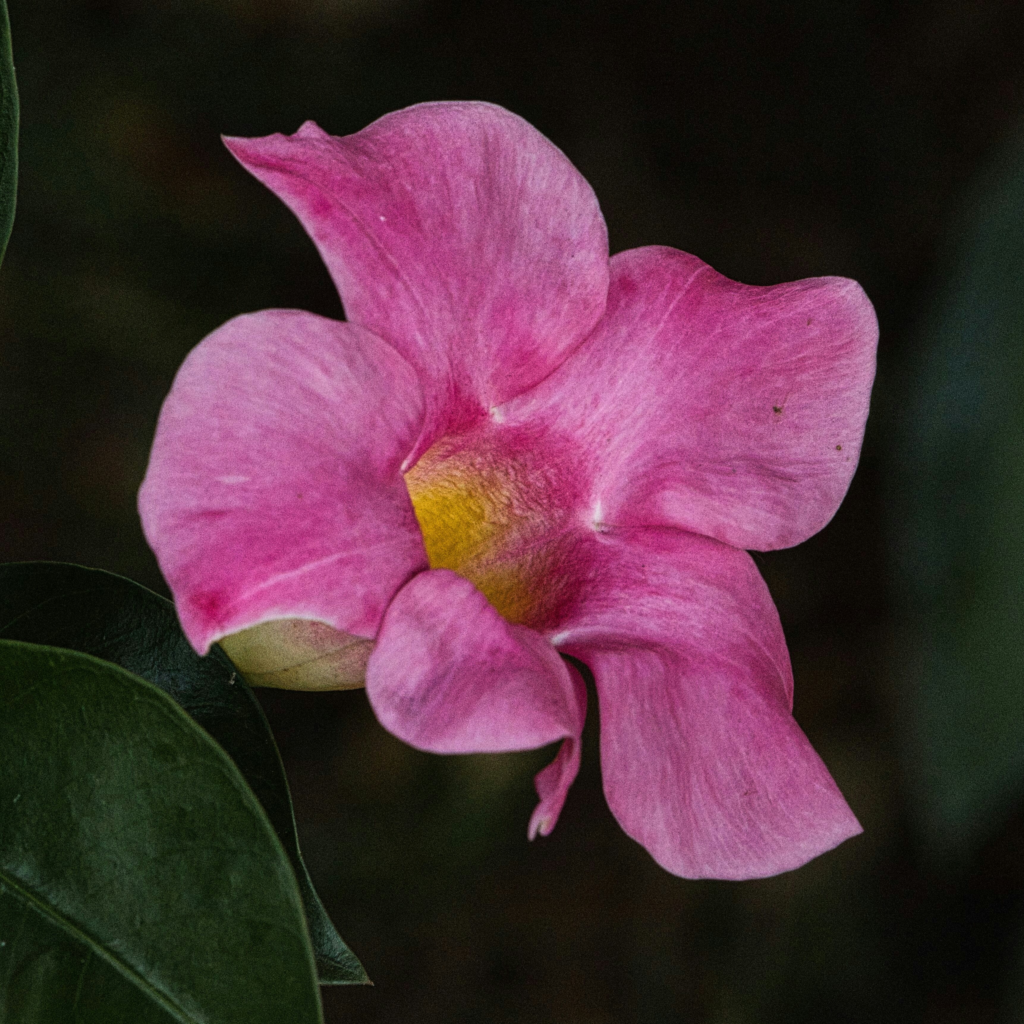 Pink Five-Petal Bloom: Golden Heart in a Shadowed Backdrop