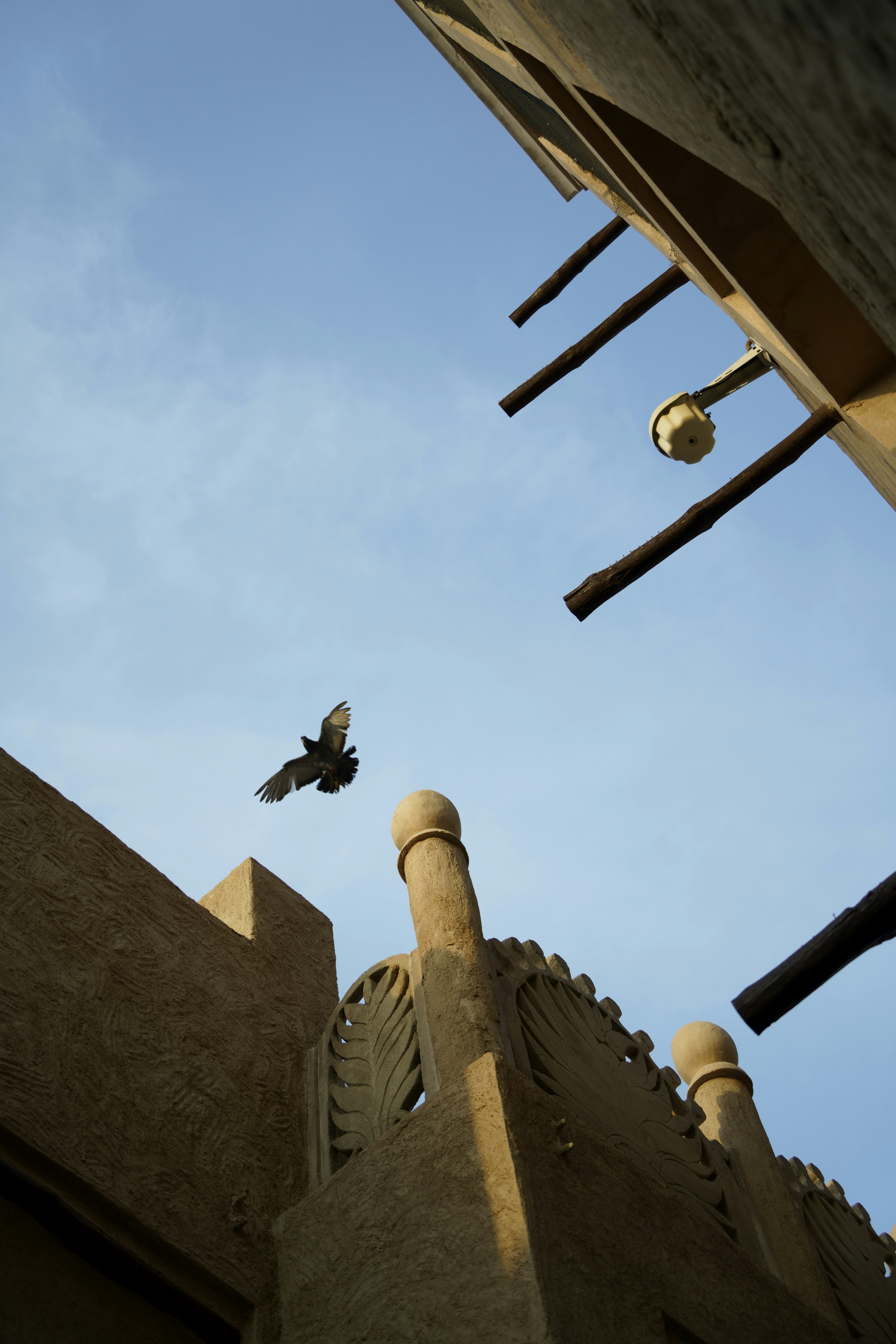 Wingbeat Over Carved Stonework Against a Clear Azure Sky