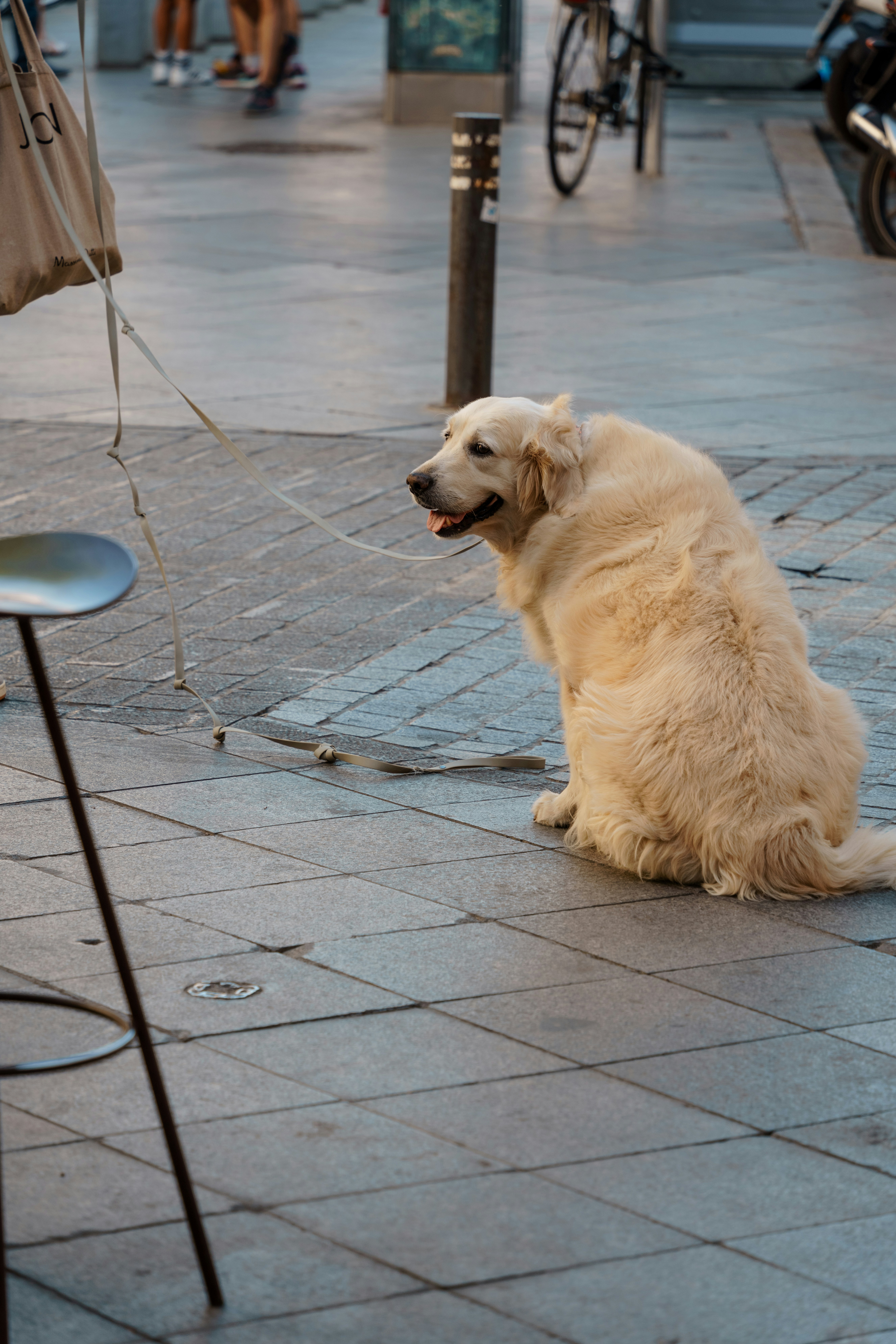 Golden Retriever on City Tiles: a Quiet Moment Amid Urban Motion