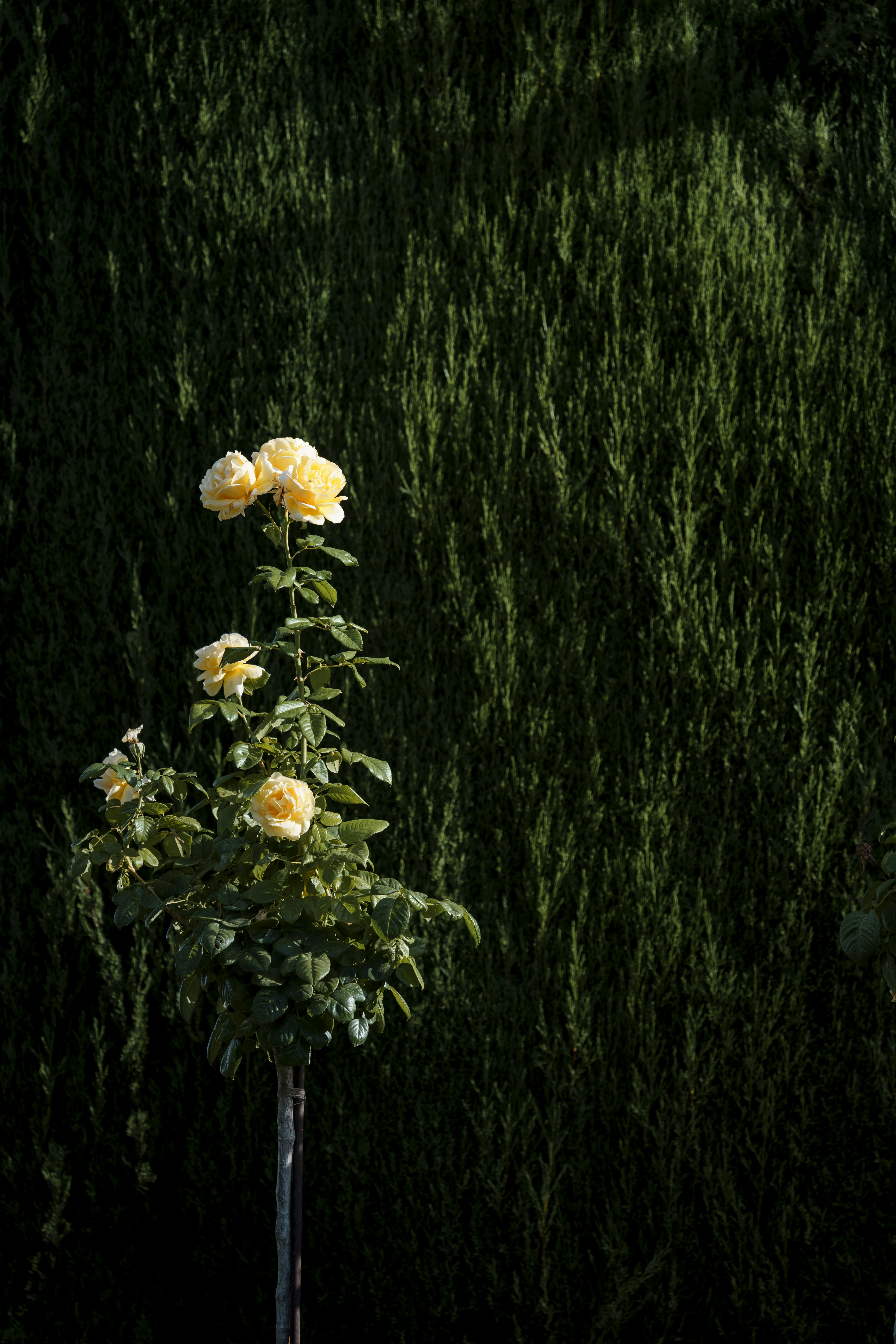 Sunlit Yellow Roses Against a Velvet Hedge