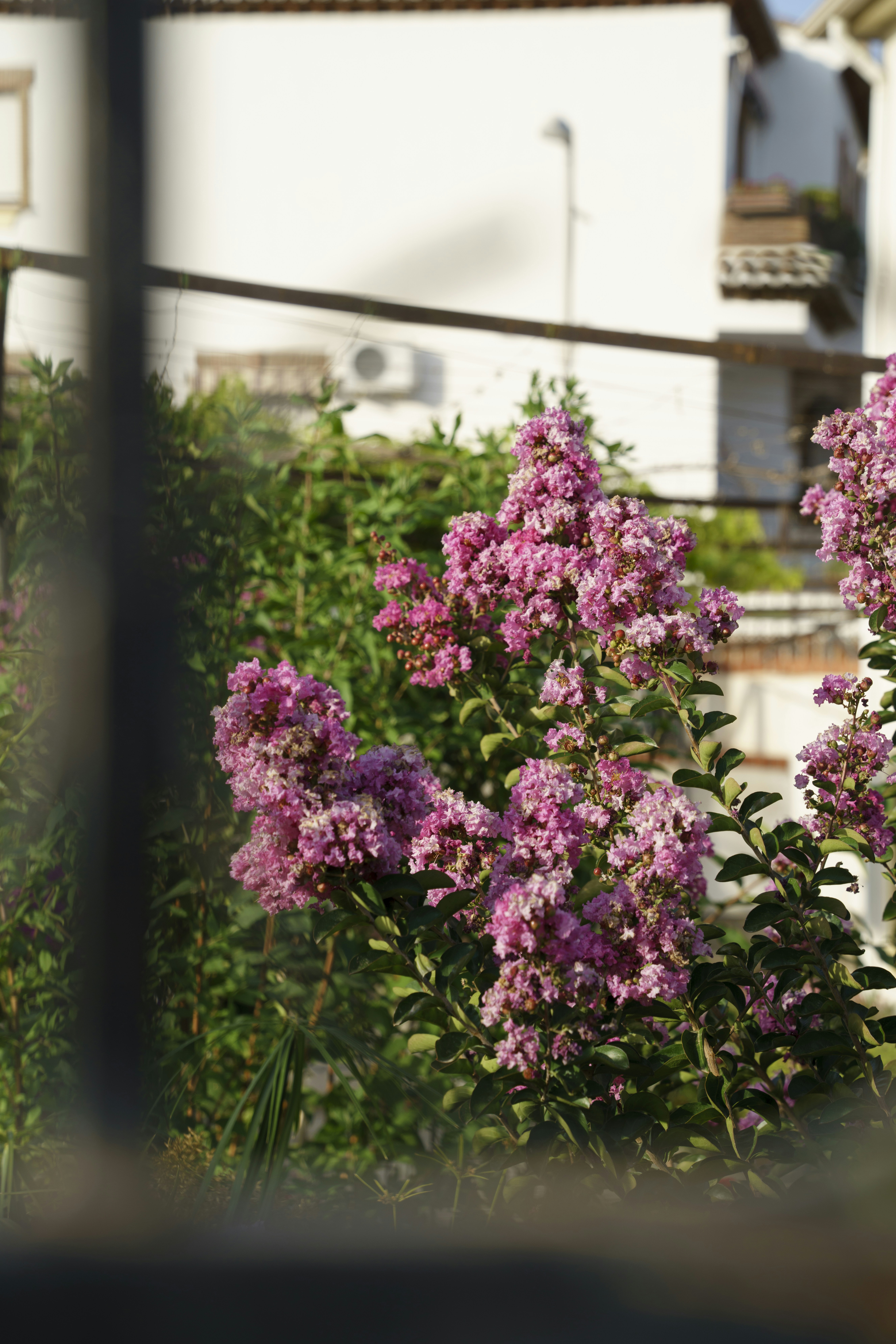 Photo by Hoyoun Lee with Sony Alpha 7R III