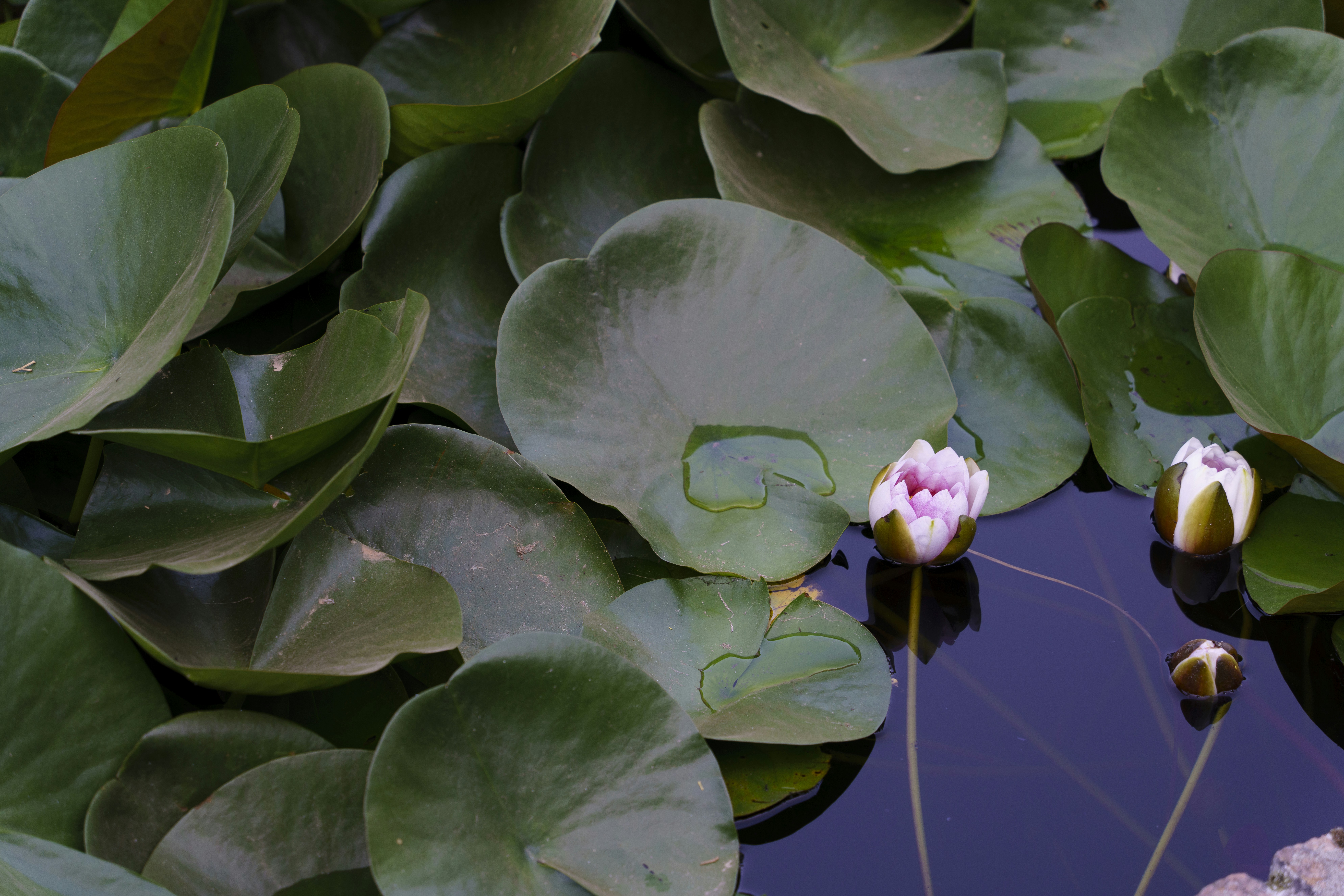 Lilies at the Quiet Edge: a Pink Bud Emerges Among Circular Leaves