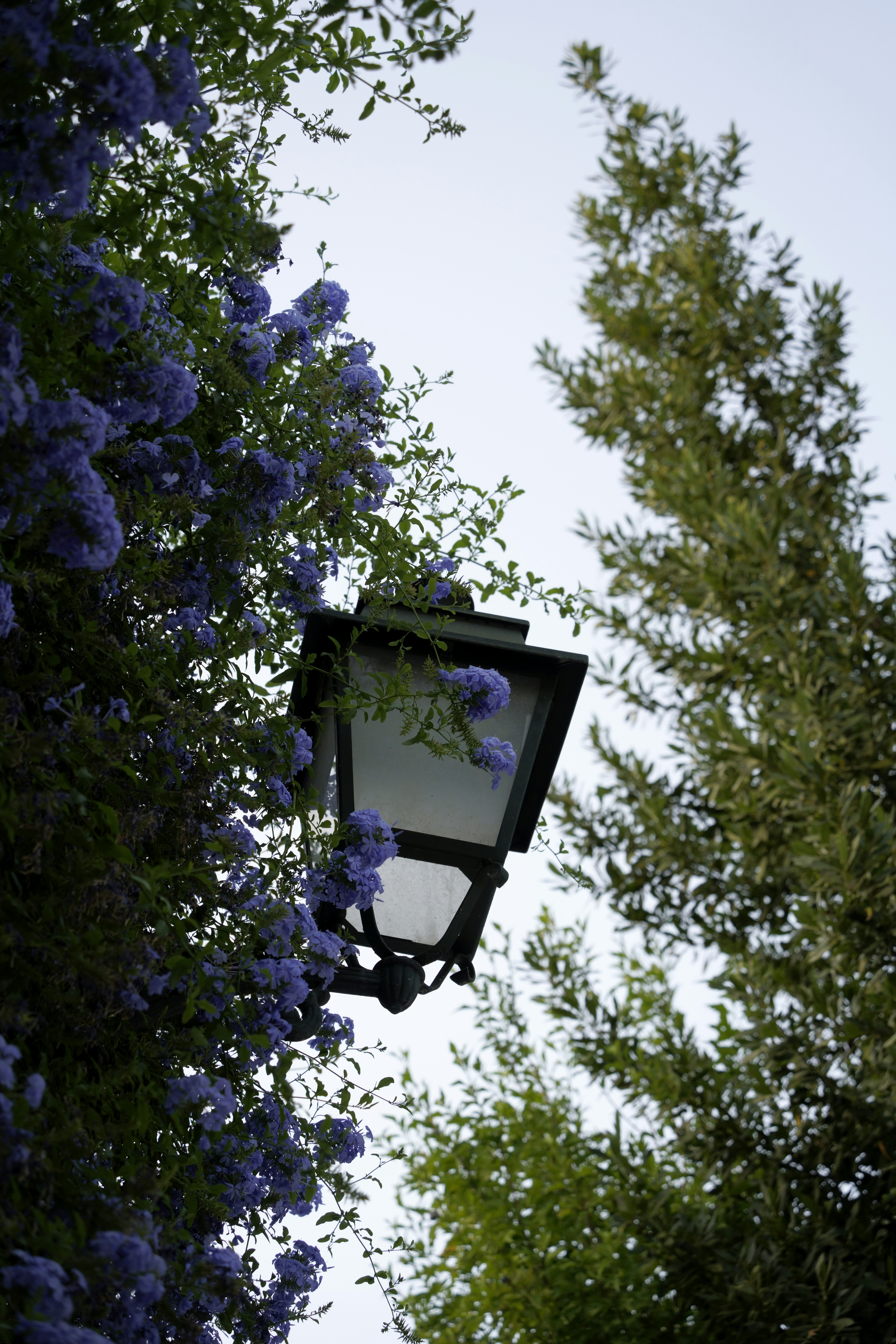 Lantern Cloaked in Violet Climbers Under a Quiet Sky