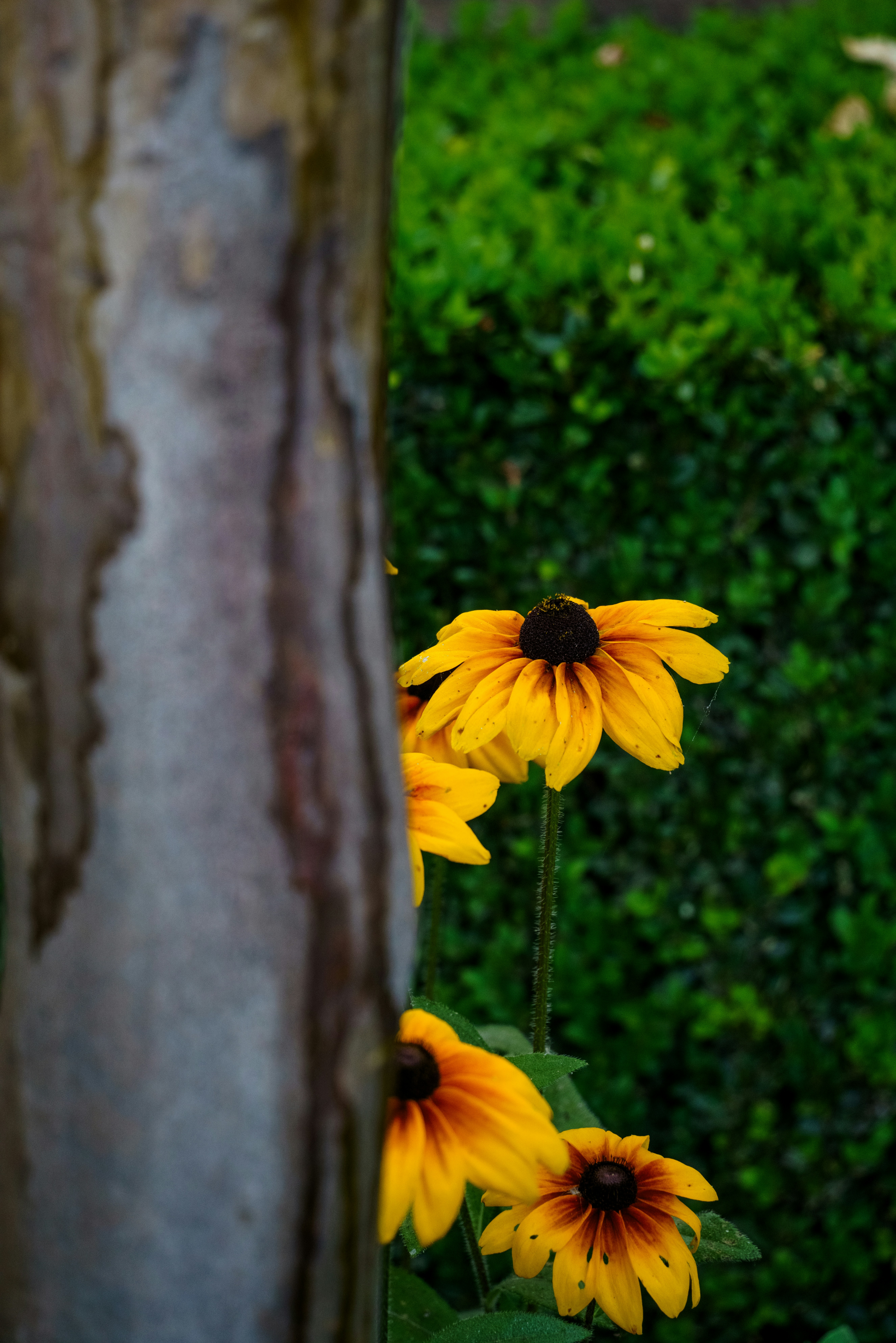 Sunlit Black-Eyed Susans Bloom Behind a Weathered Trunk