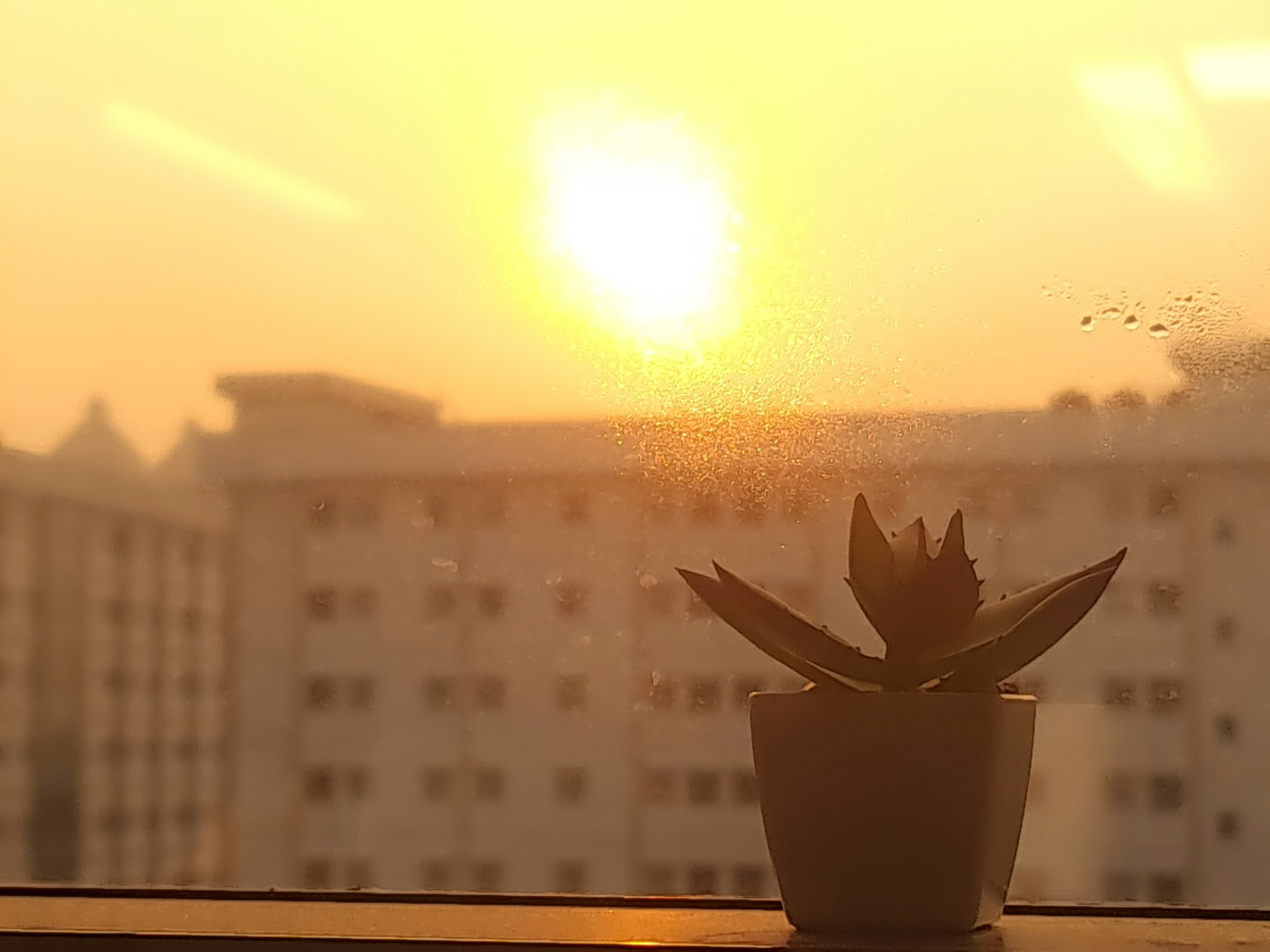 Sun-Glazed Sentinel: A Tiny Plant Framed by a City Window