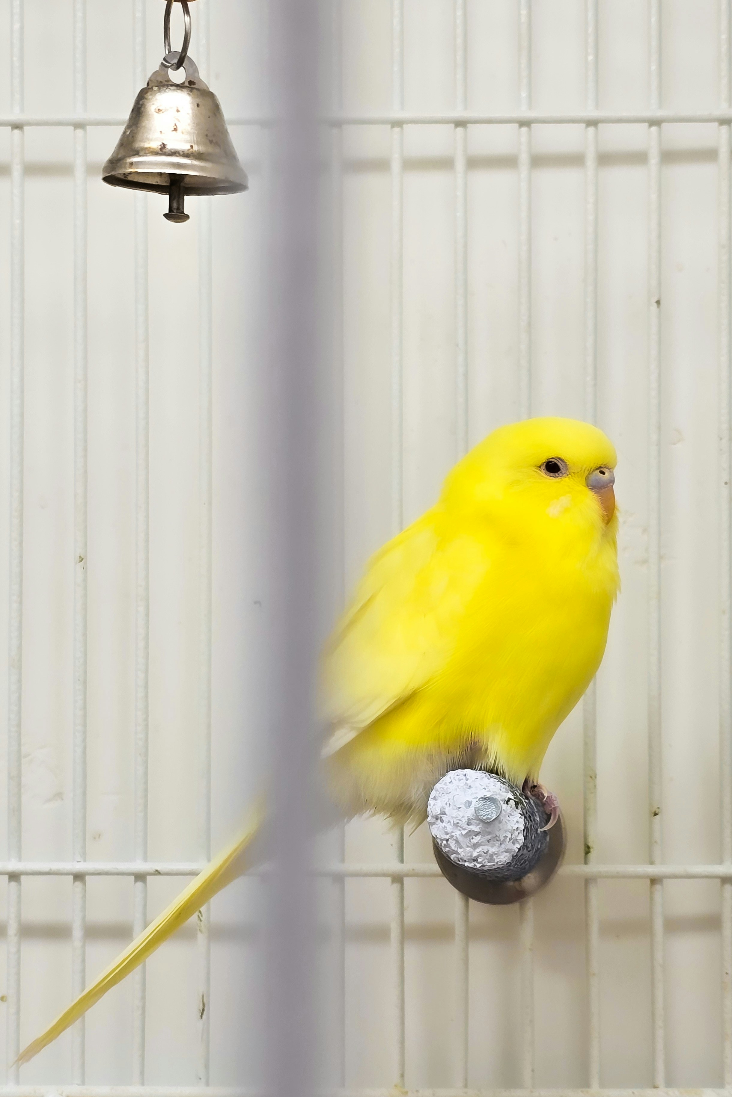 Canary in a sunlit cage: a single moment of bright yellow against white bars