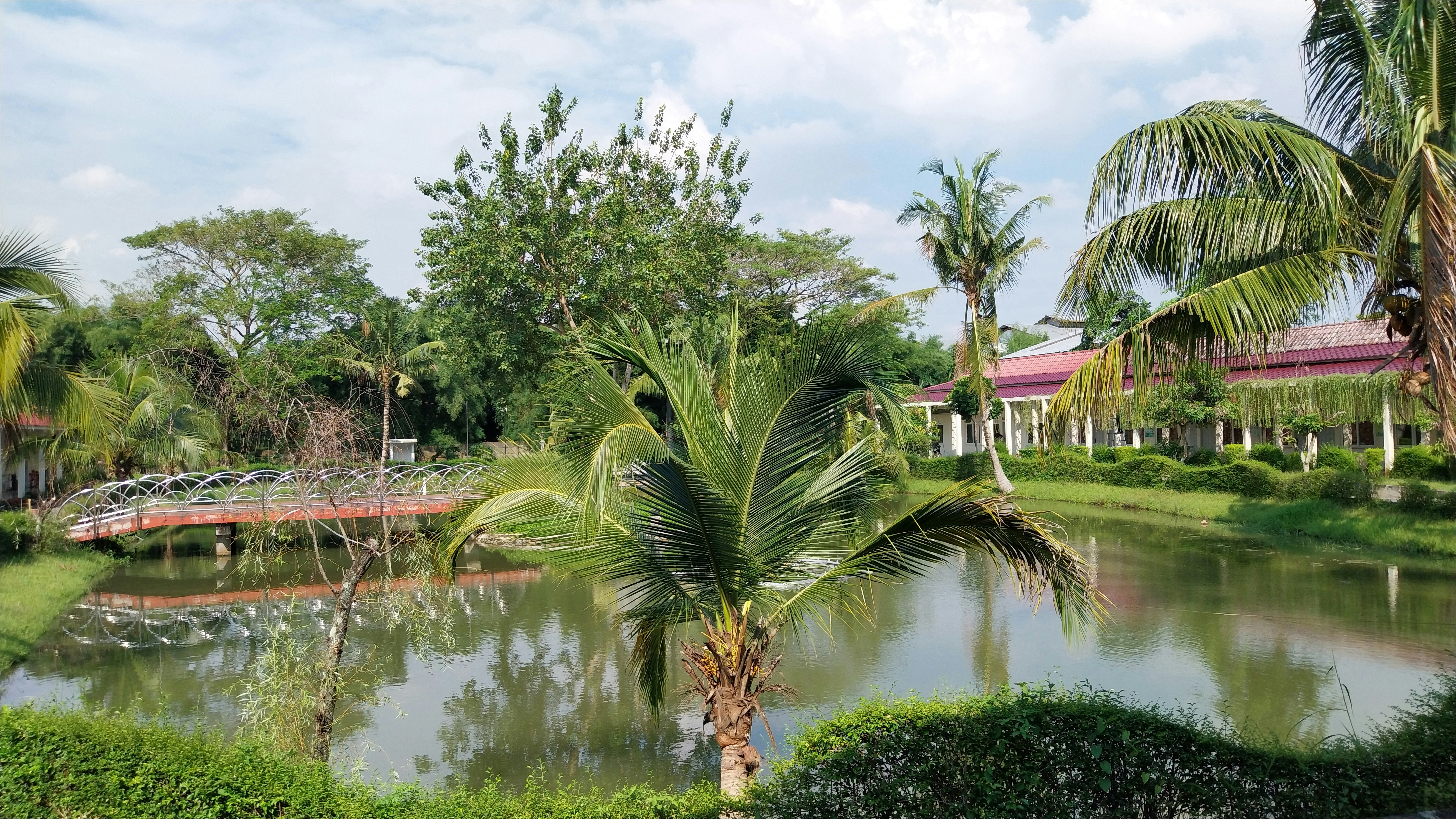 A pond surrounded by palm trees and a bridge photo – Free Taman bodhi ...