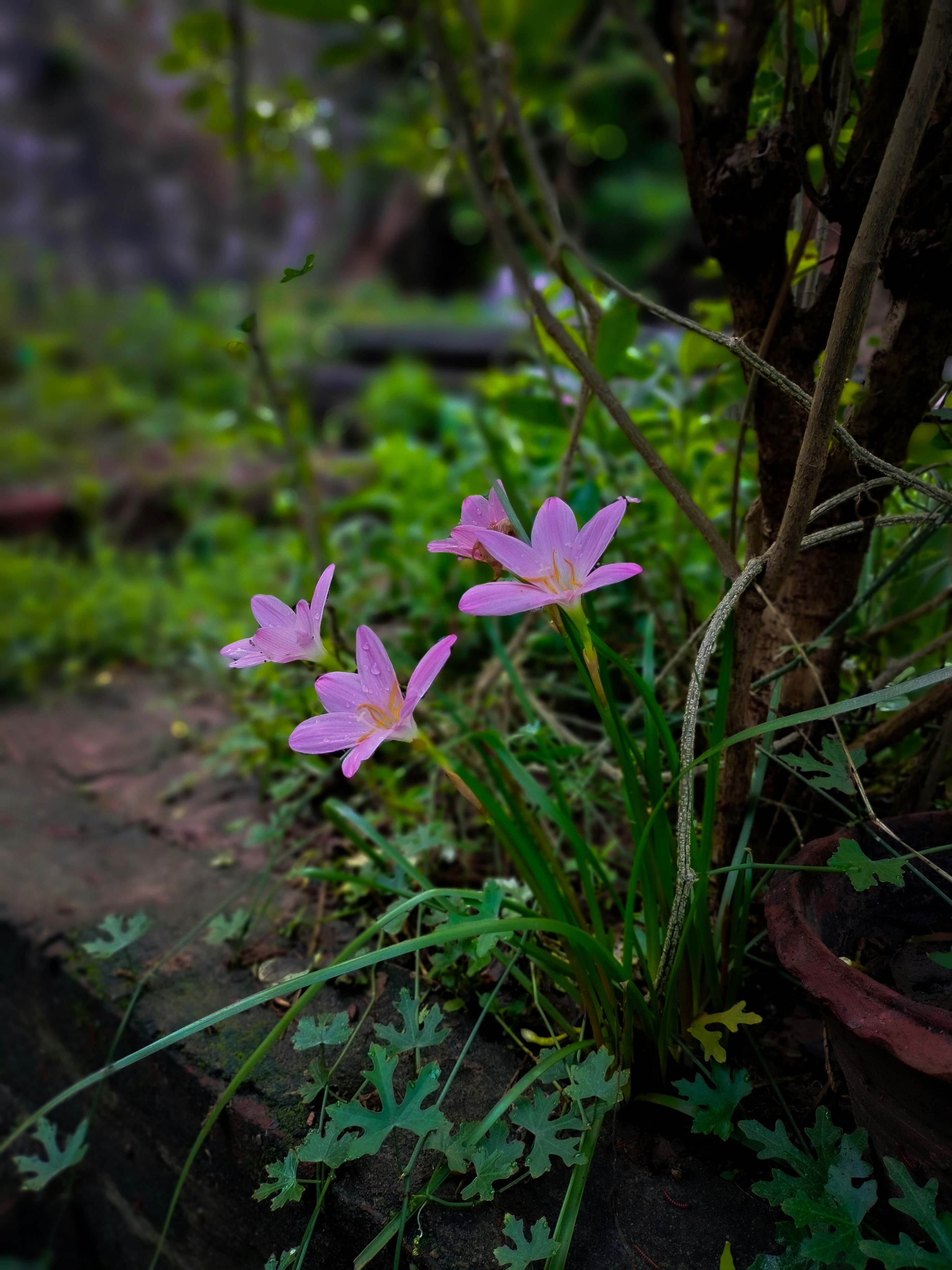 Pink flowers rise among green foliage and vines in a shaded garden, with a soft bokeh background and a mossy stone foreground.