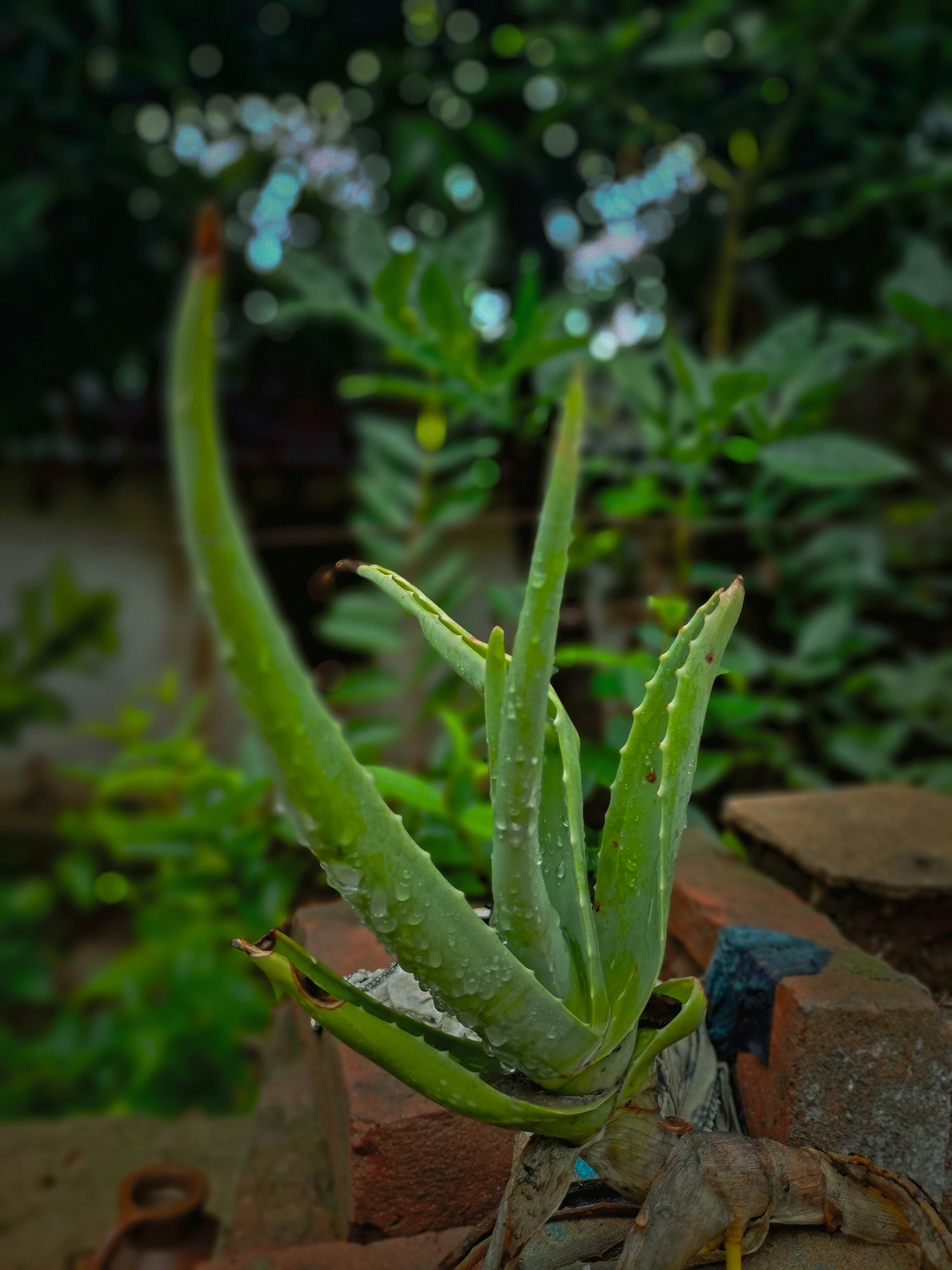 Macro shot of a dew-speckled aloe plant growing among stacked bricks with a softly blurred garden background.