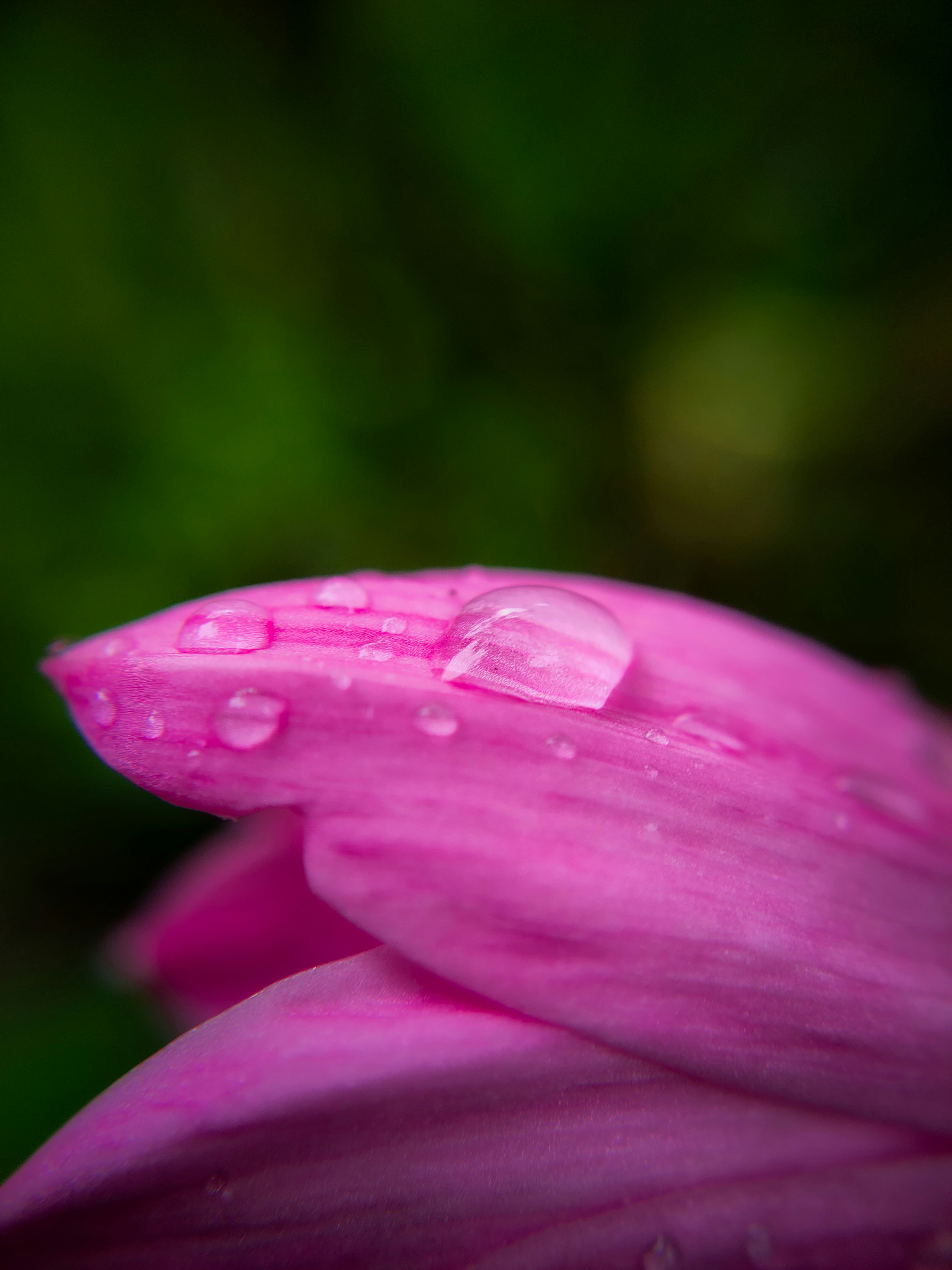 Pink Petal in Focus: Dew Drops on a Tulip Edge