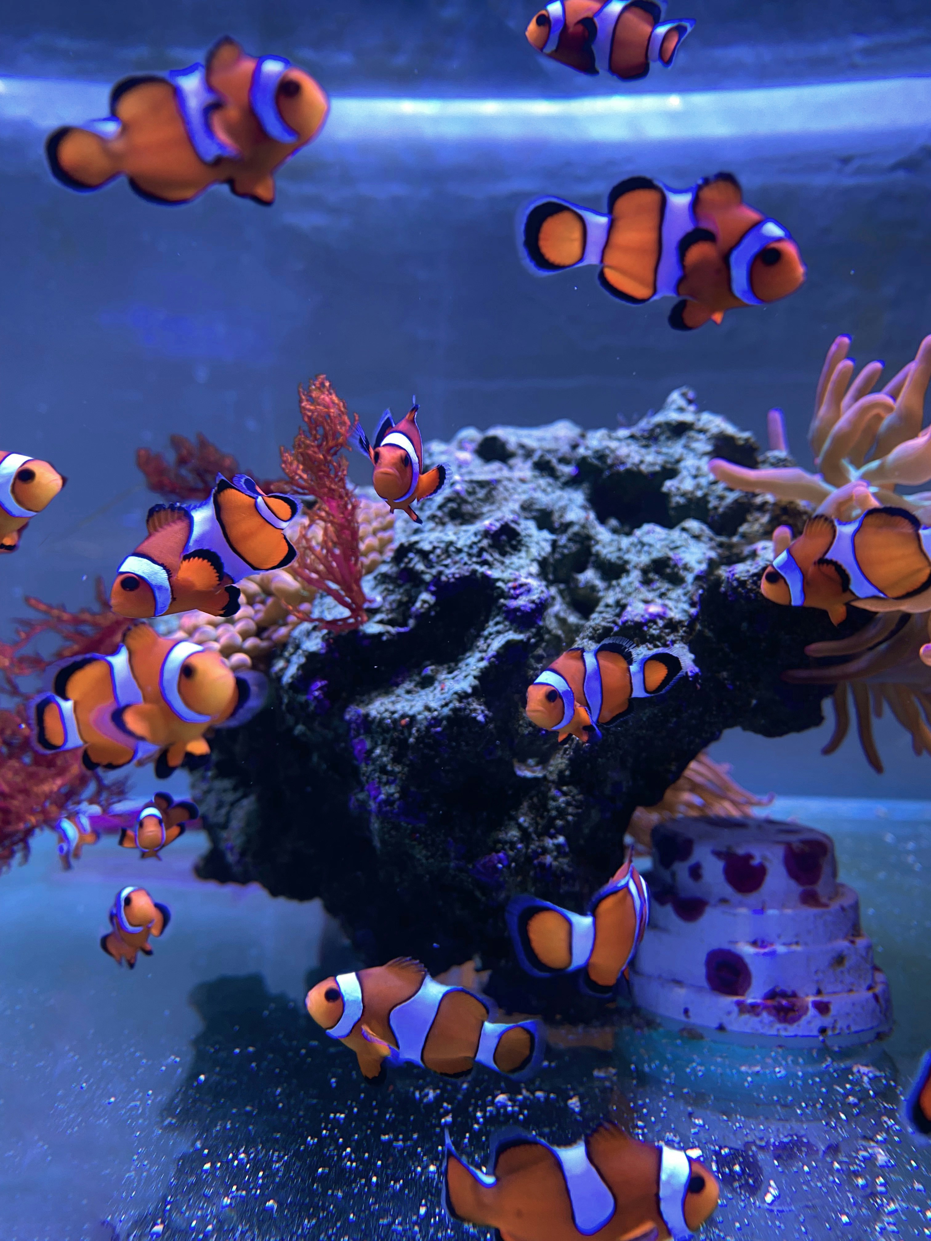 A group of clown fish swimming in an aquarium photo – Free Reef Image ...
