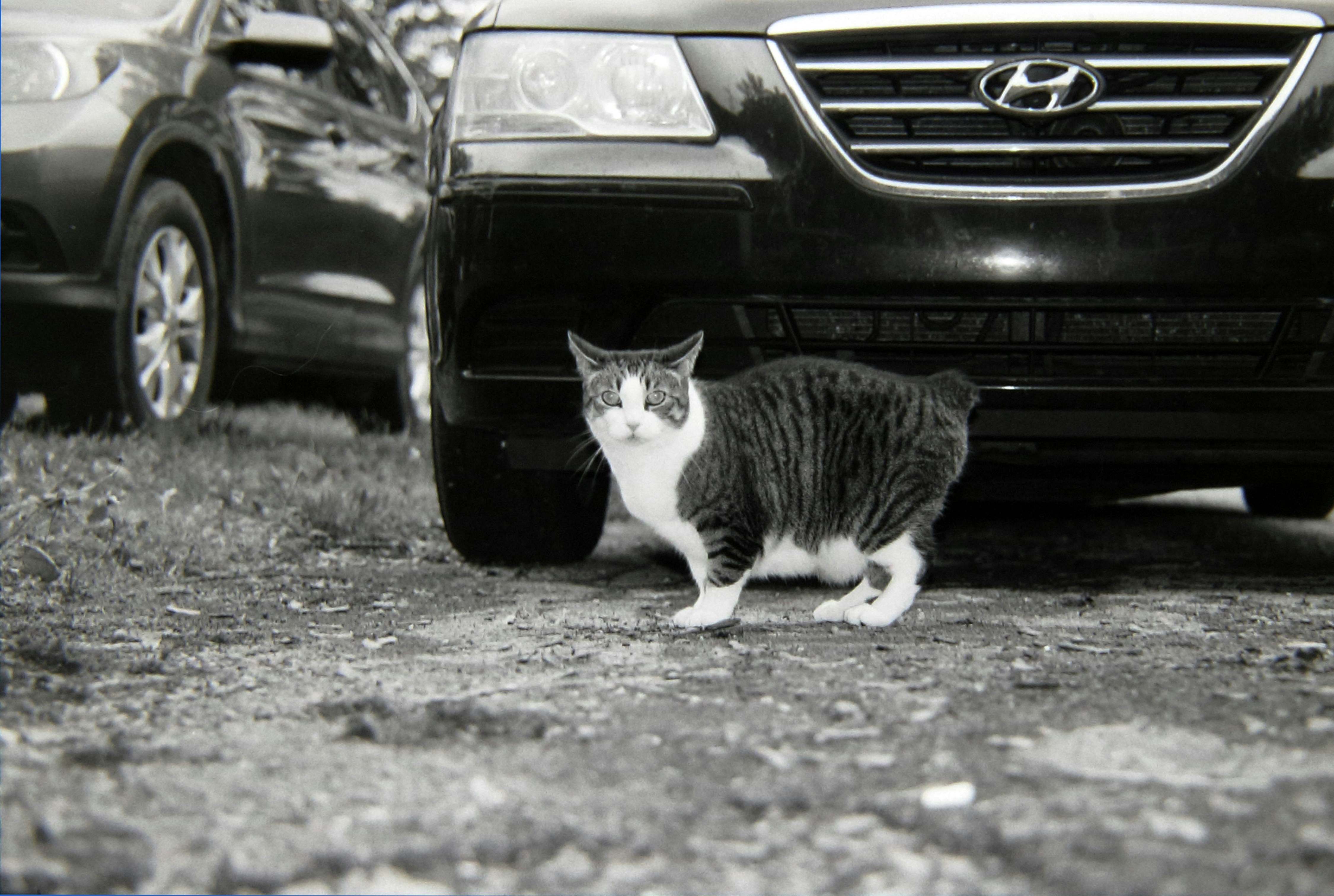 Grayscale Standoff: Cat Pauses in Front of a Parked Hyundai