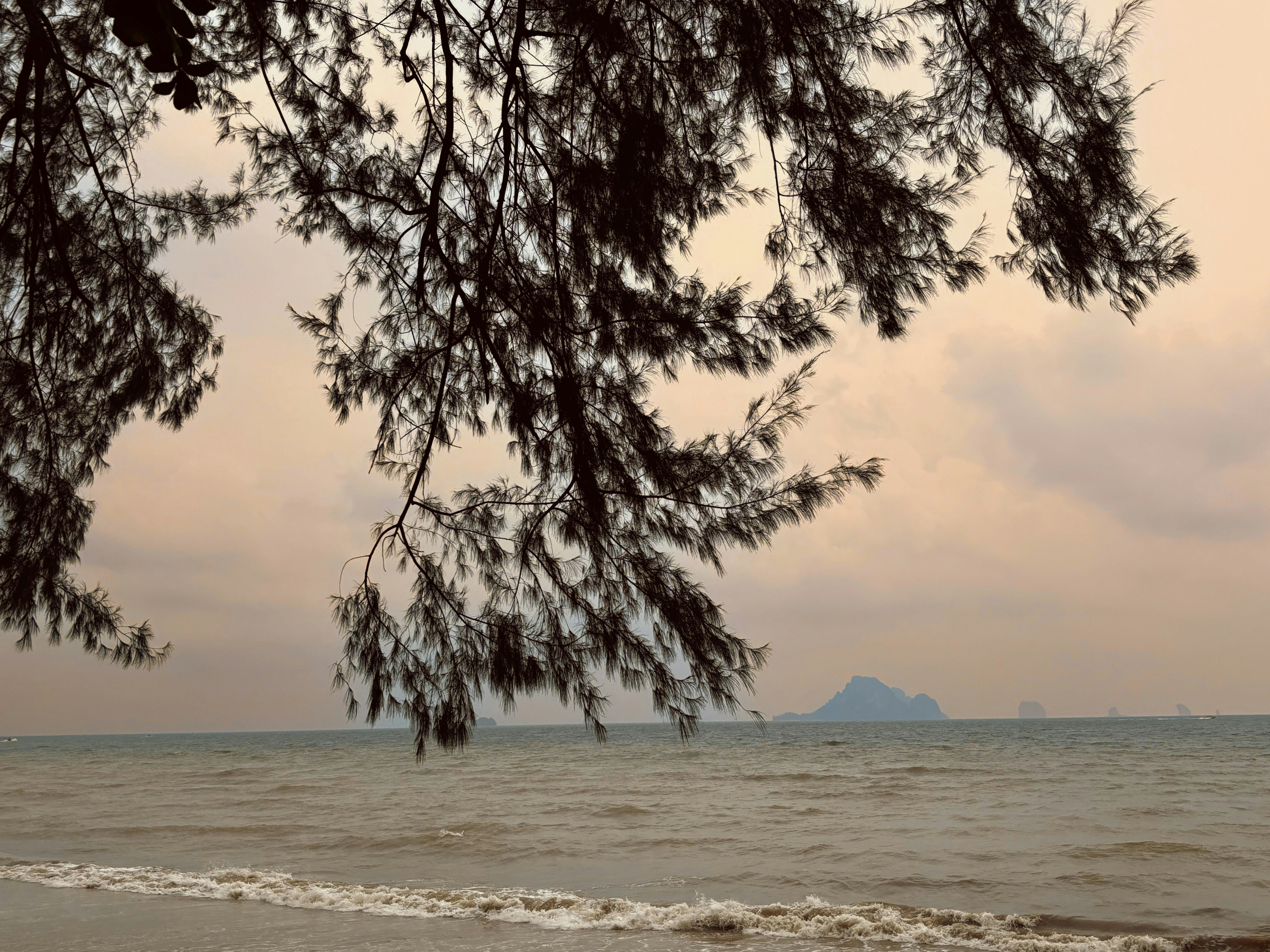 Distant Isle Framed by Overhanging Pines at Dusk