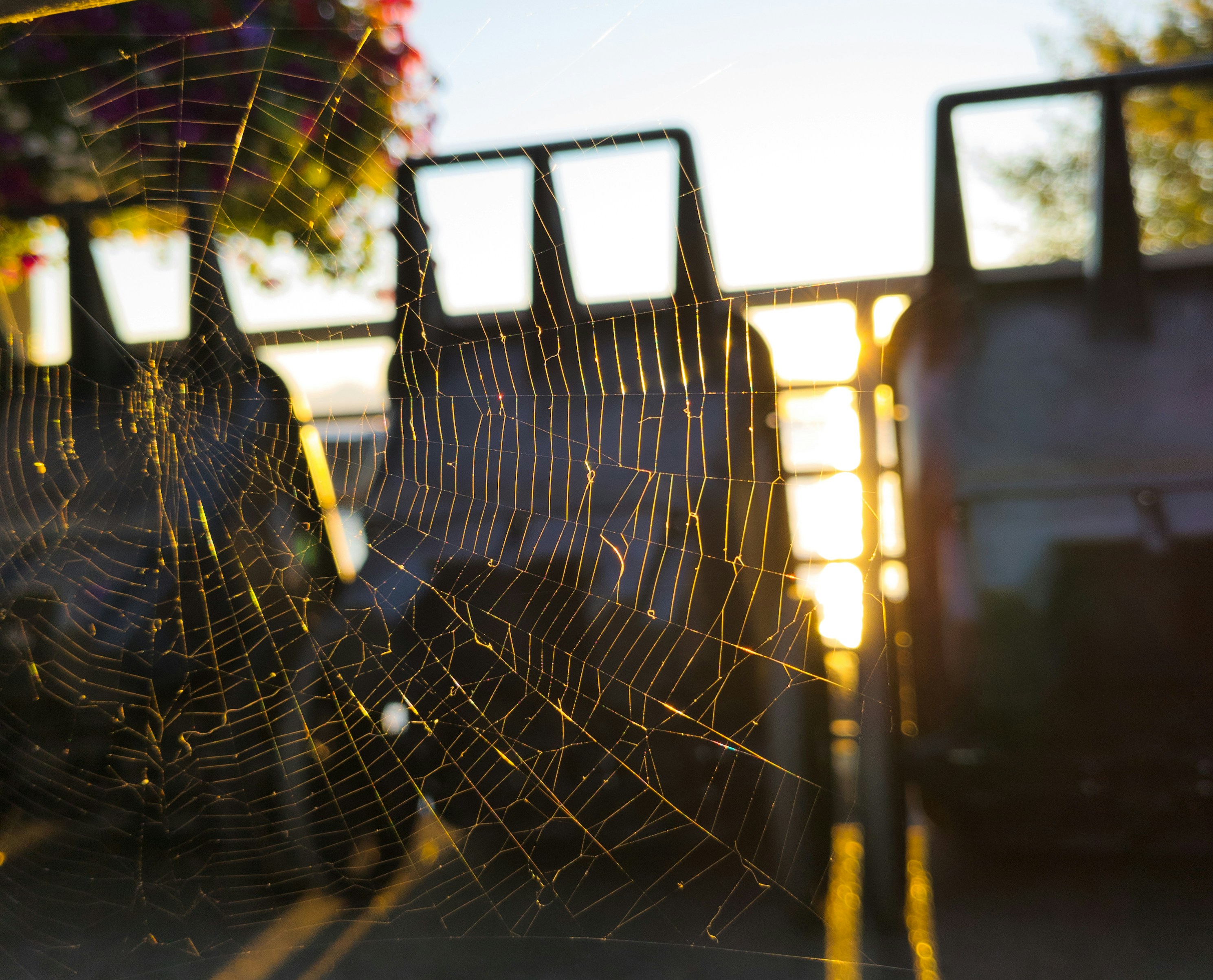 Golden Hour Threads: Spider Web Spun Against a Sunlit Playground