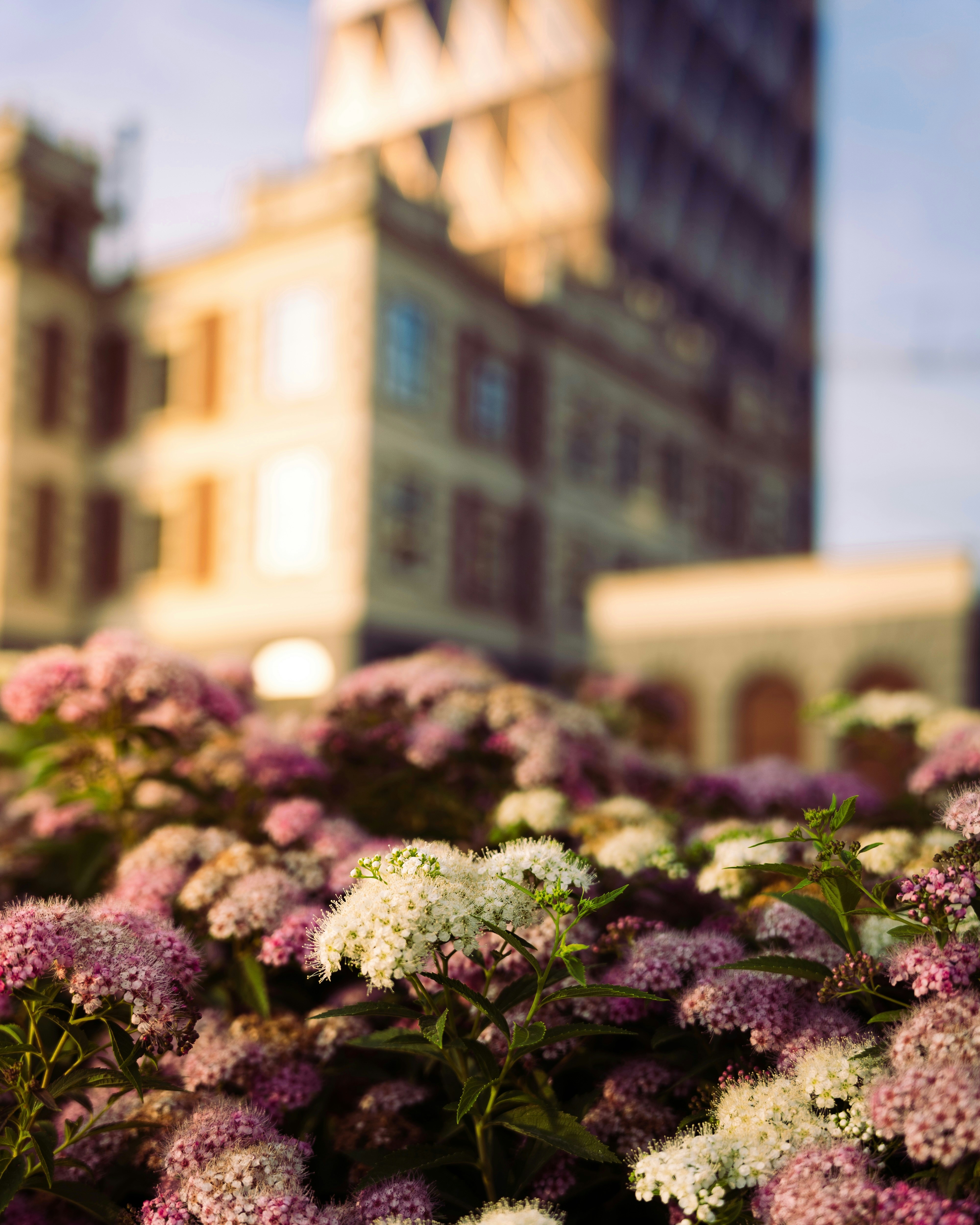 Bouquet in the Foreshot: Flowers in Sharp Focus Against a Velvet Urban Blur
