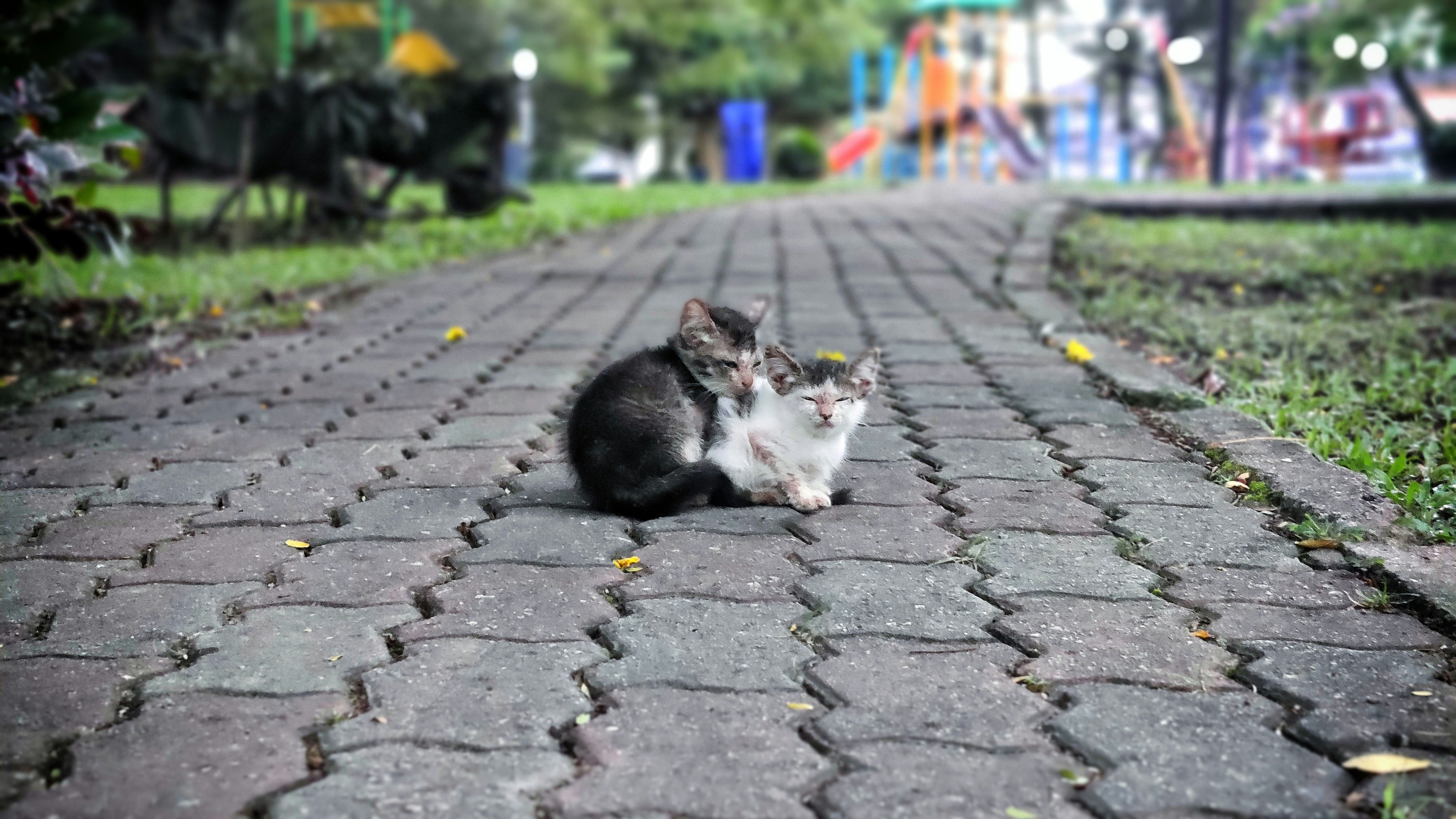 on an evening jog, i found these two being cuddly. it was about to rain, and it was windy so i took this picture and got them somwhere safe