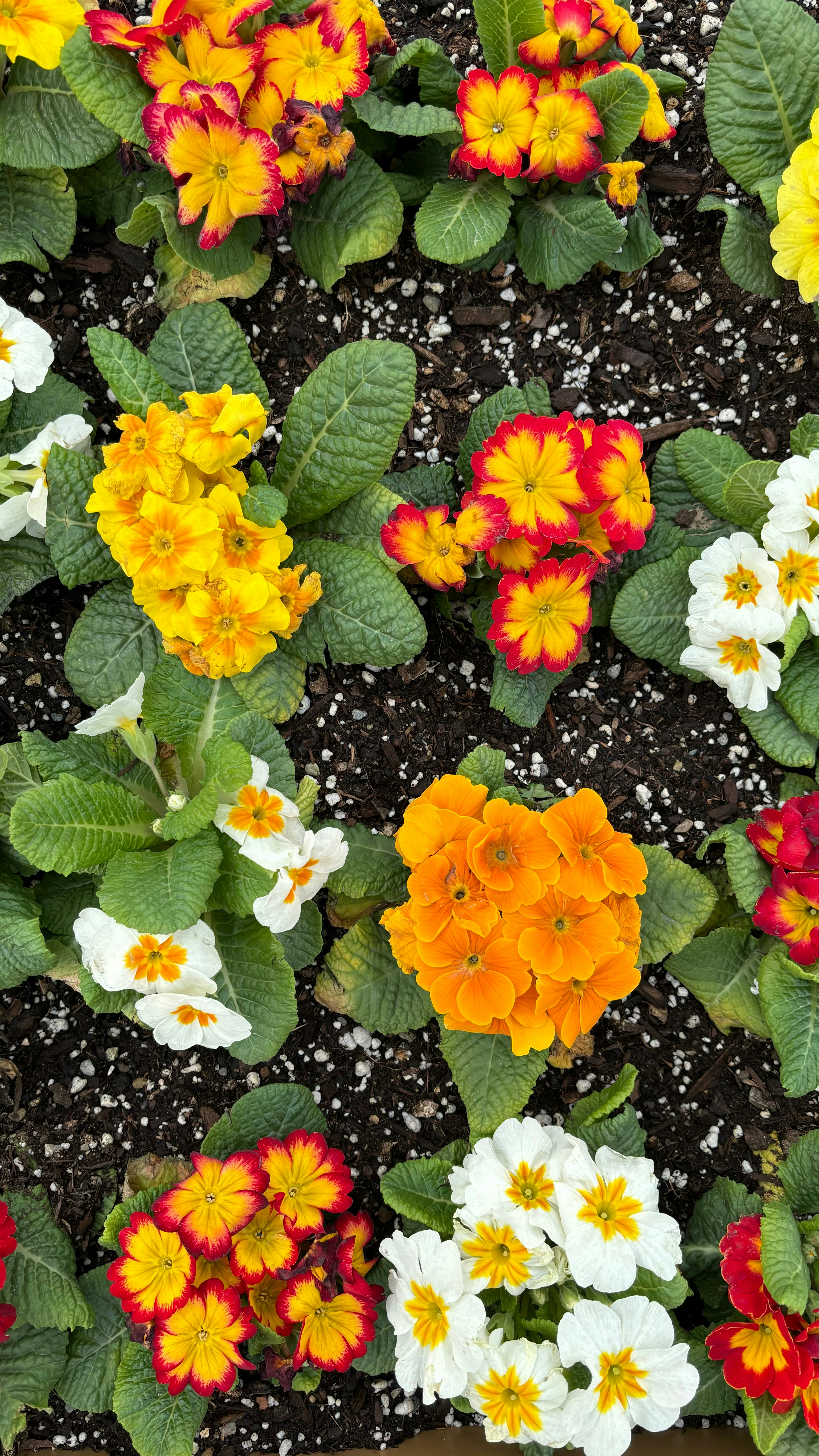A bunch of flowers that are in the dirt photo – Free Flower Image on ...