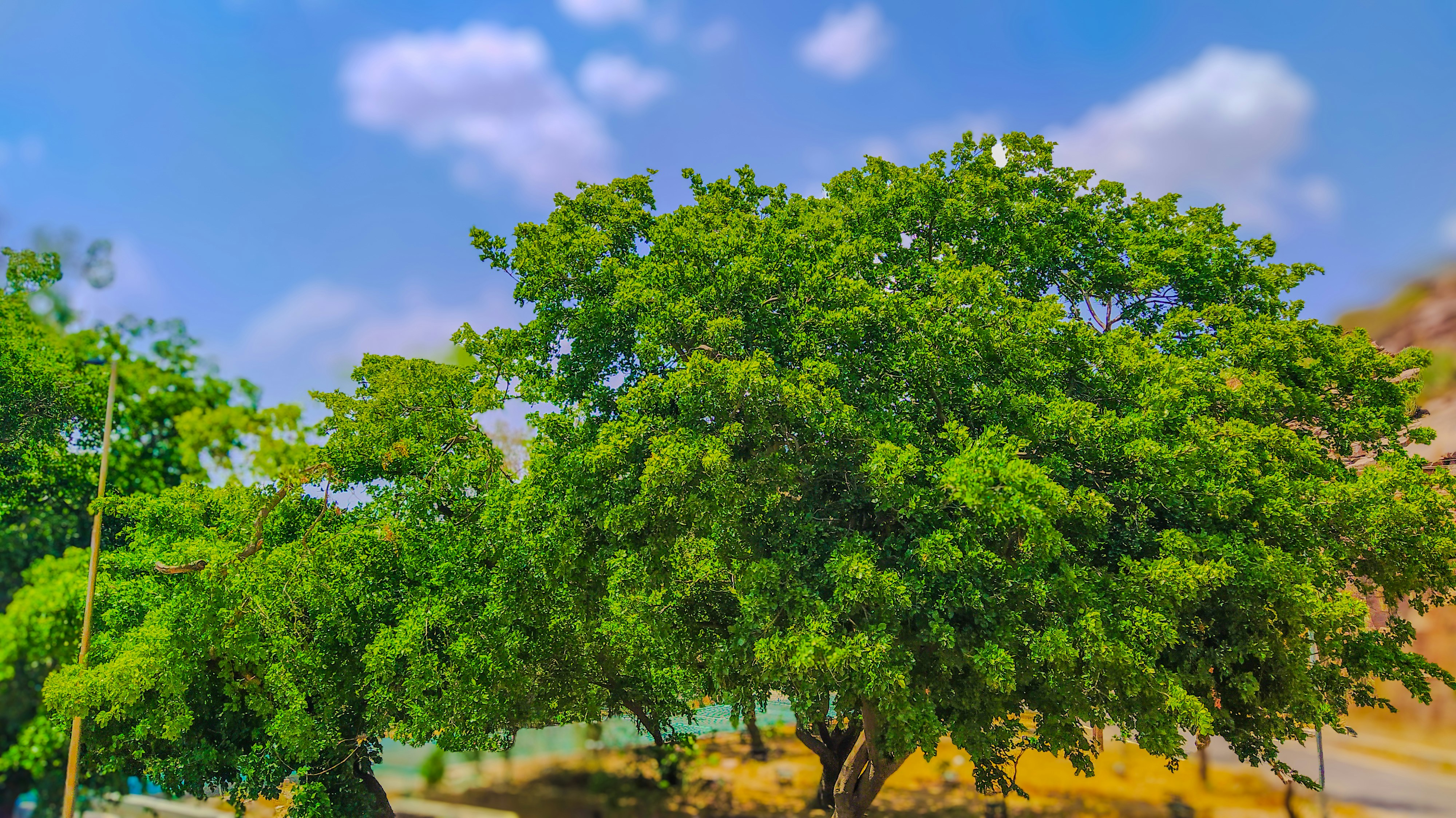 Verdant Canopy: A Lone Tree Framed Against a Sunny Day