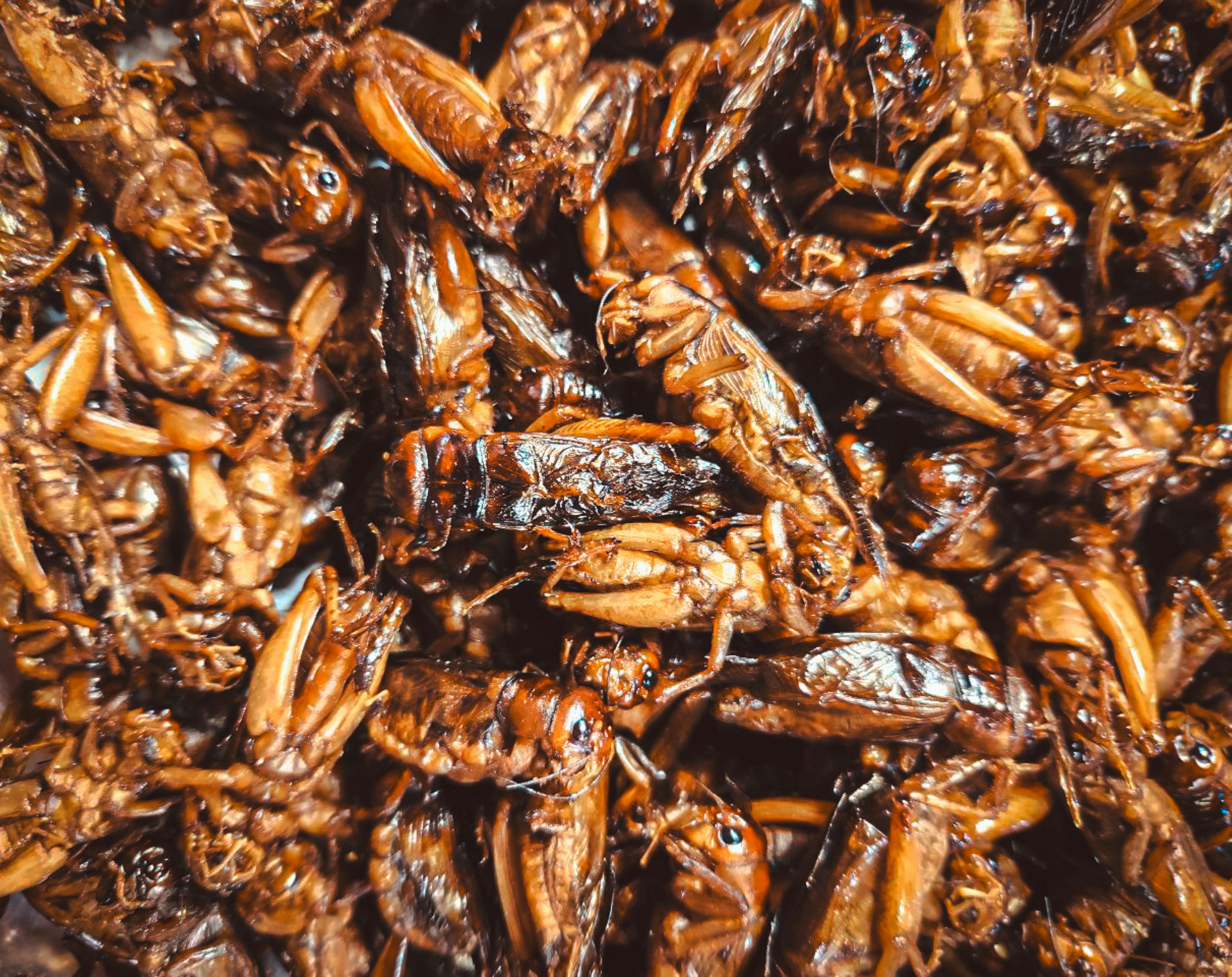 A close up of a bunch of bugs photo – Free Insects Image on Unsplash
