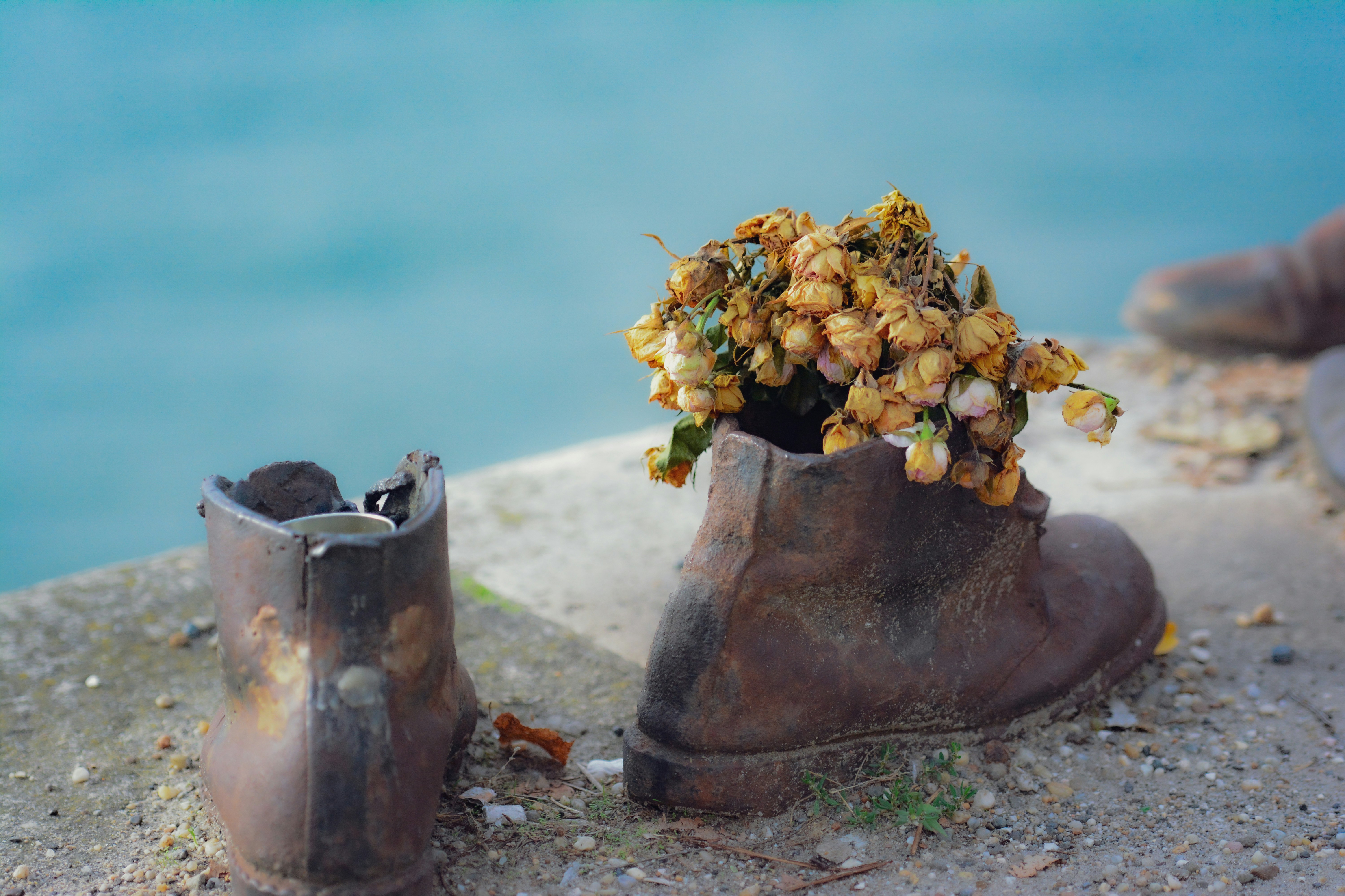 Blooming Echoes on the Lakefront: A Rusted Boot Reclaims the Moment