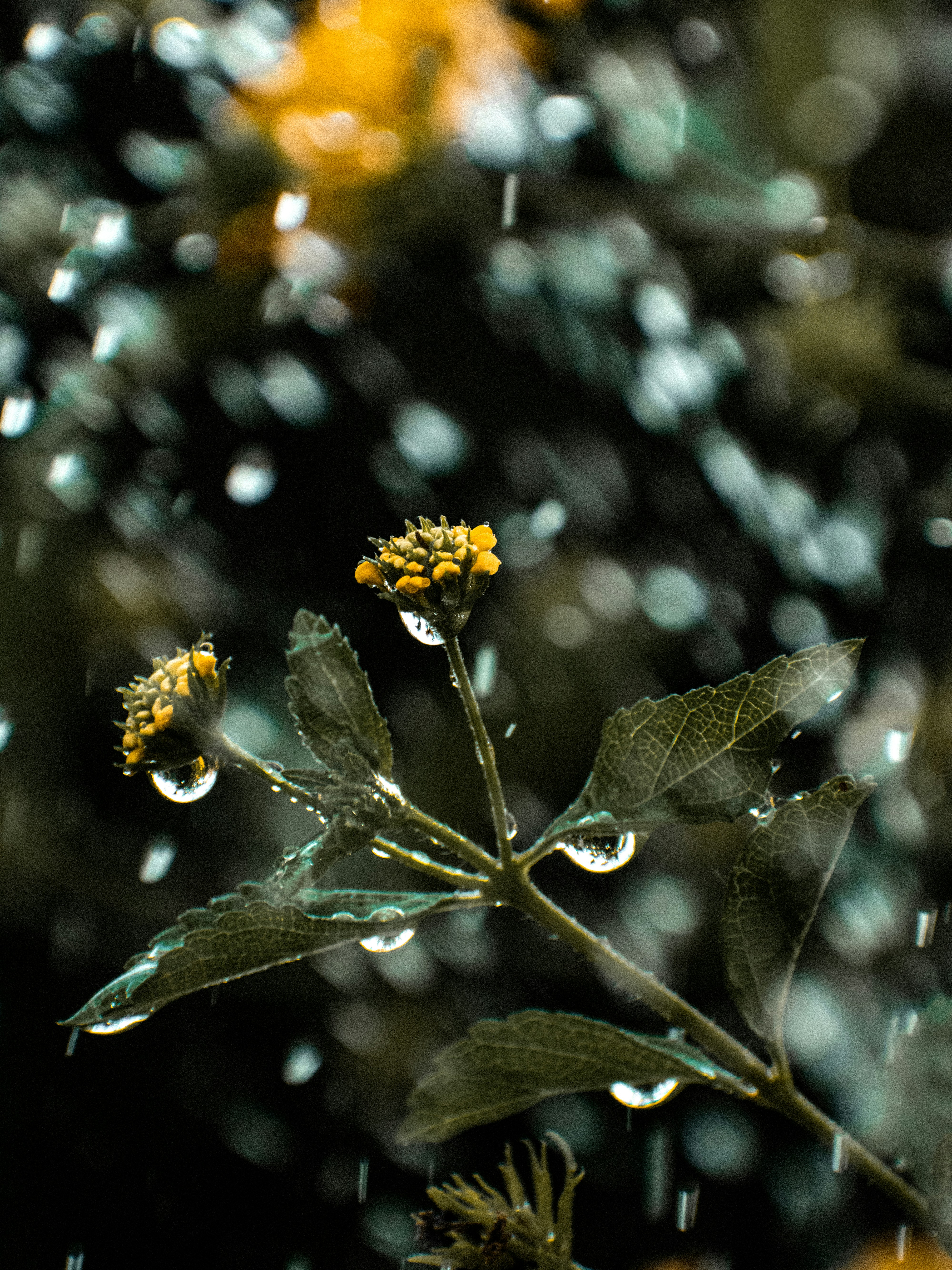 Dew-Kissed Yellow Bloom Framed by a Rainy Macro Veil