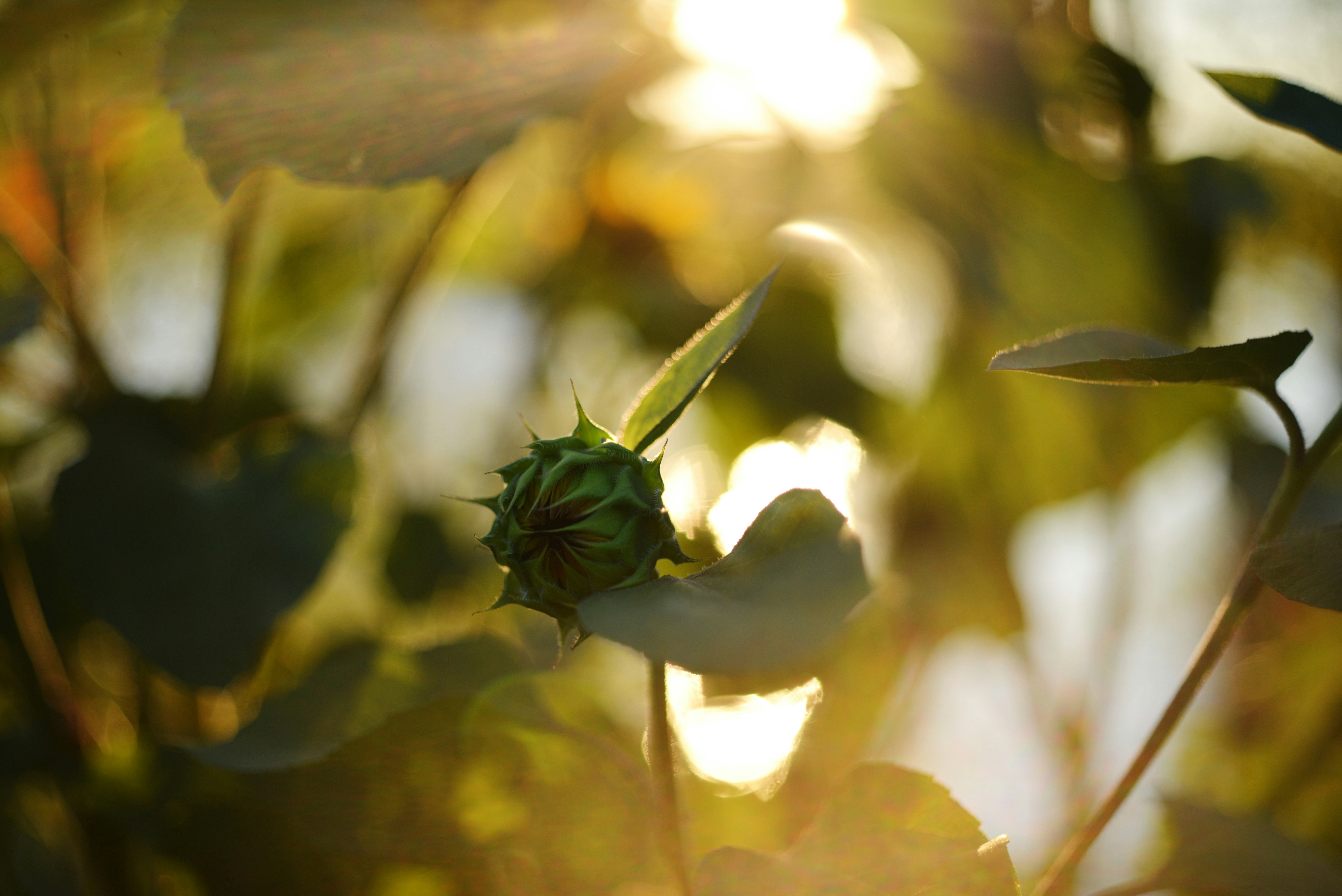 Emerald Rosebud in a Halo of Spring Light