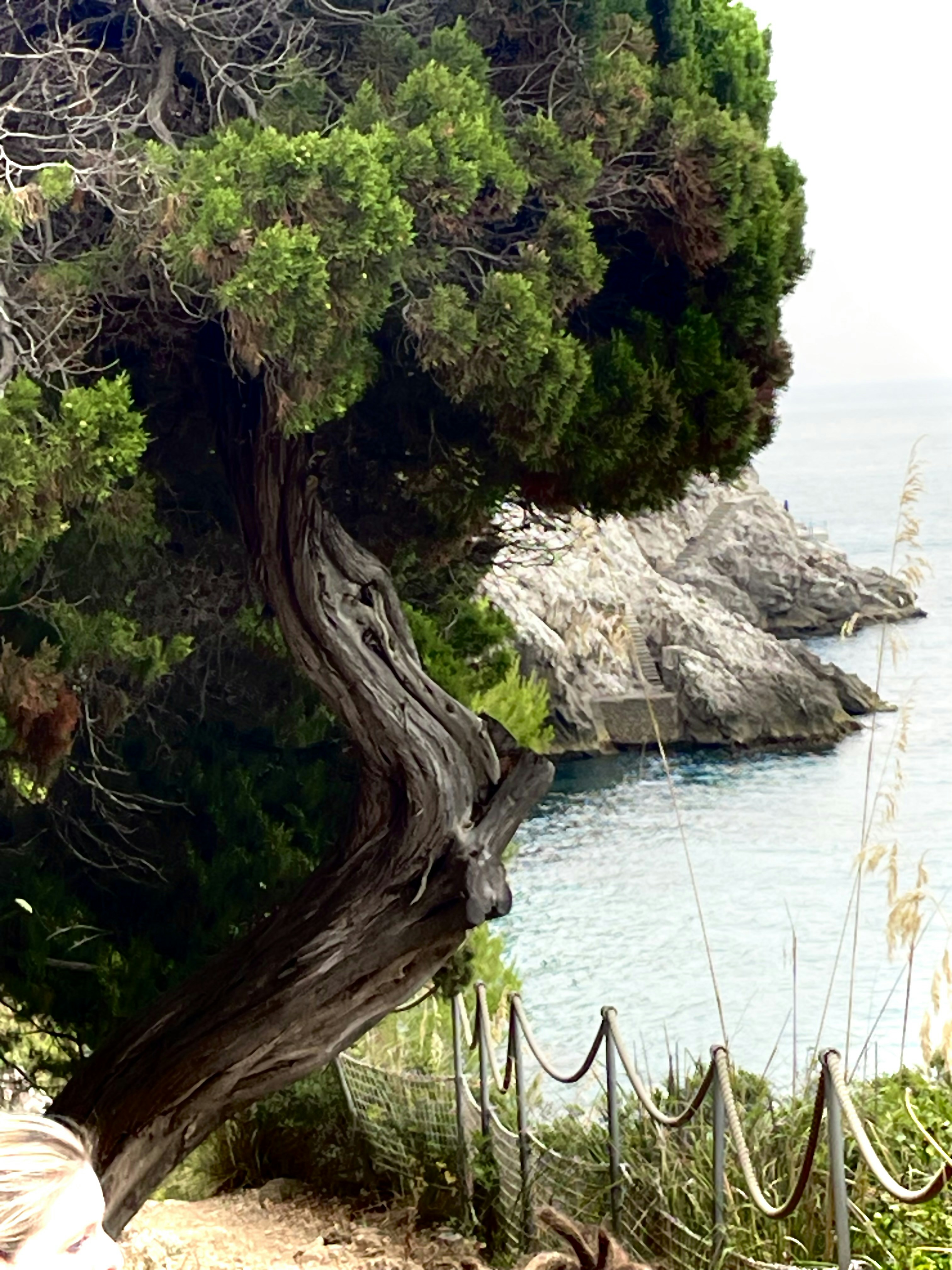Twisted Sentinel Along a Seaward Cliff