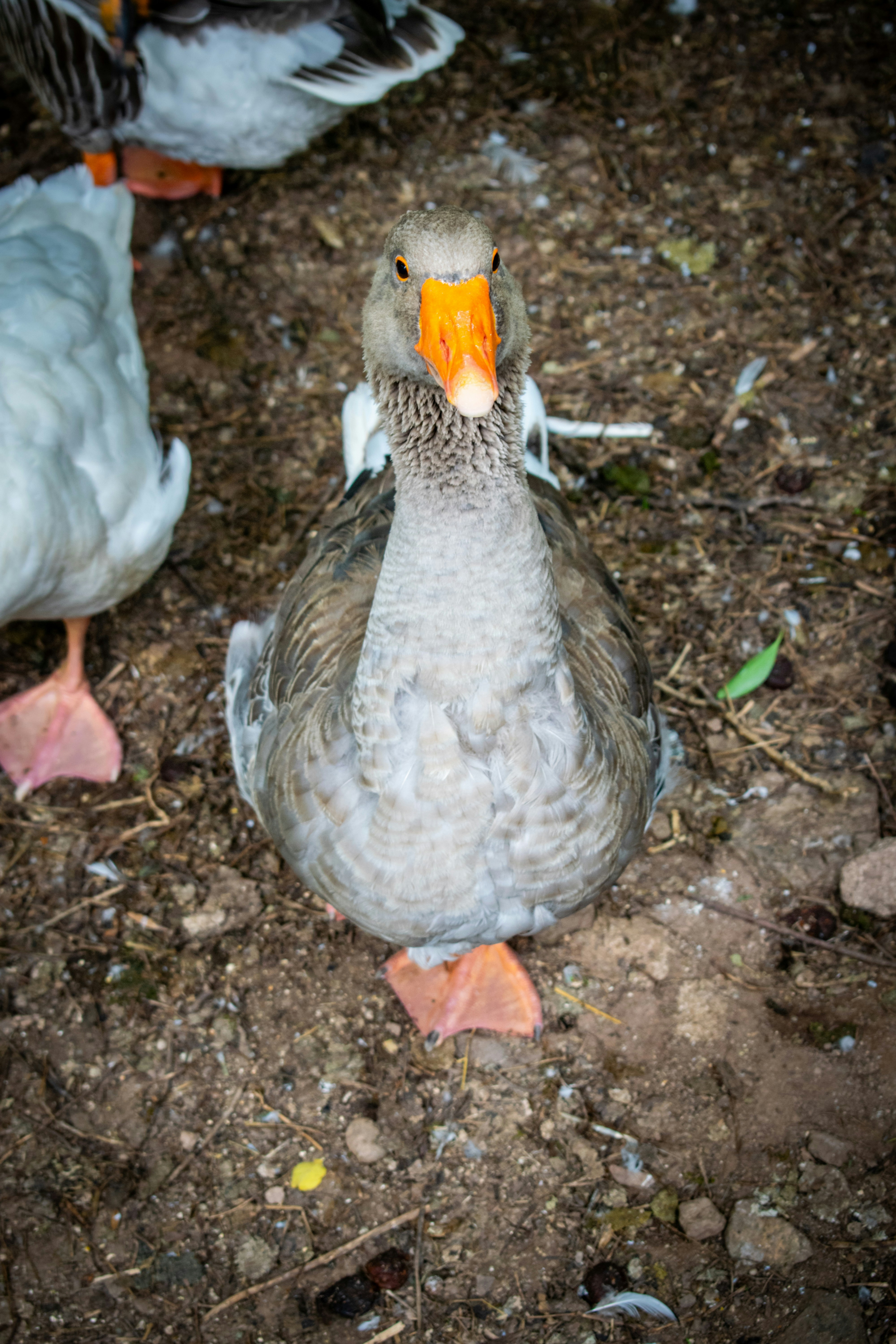 Ground-Level Gaze: A Grey Duck with an Orange Beak