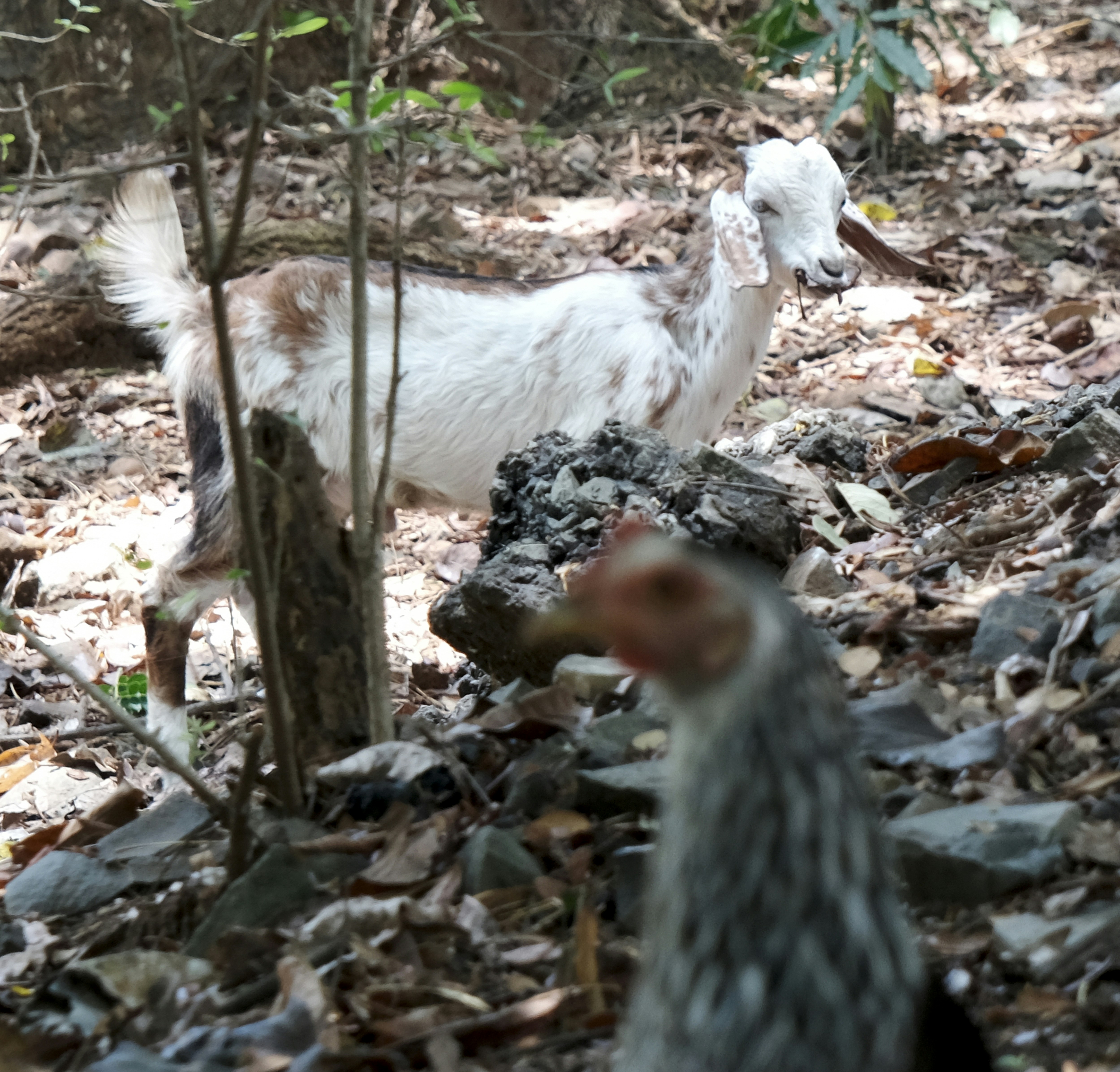 Sunlit Stillness: a white goat on a leaf-strewn forest floor