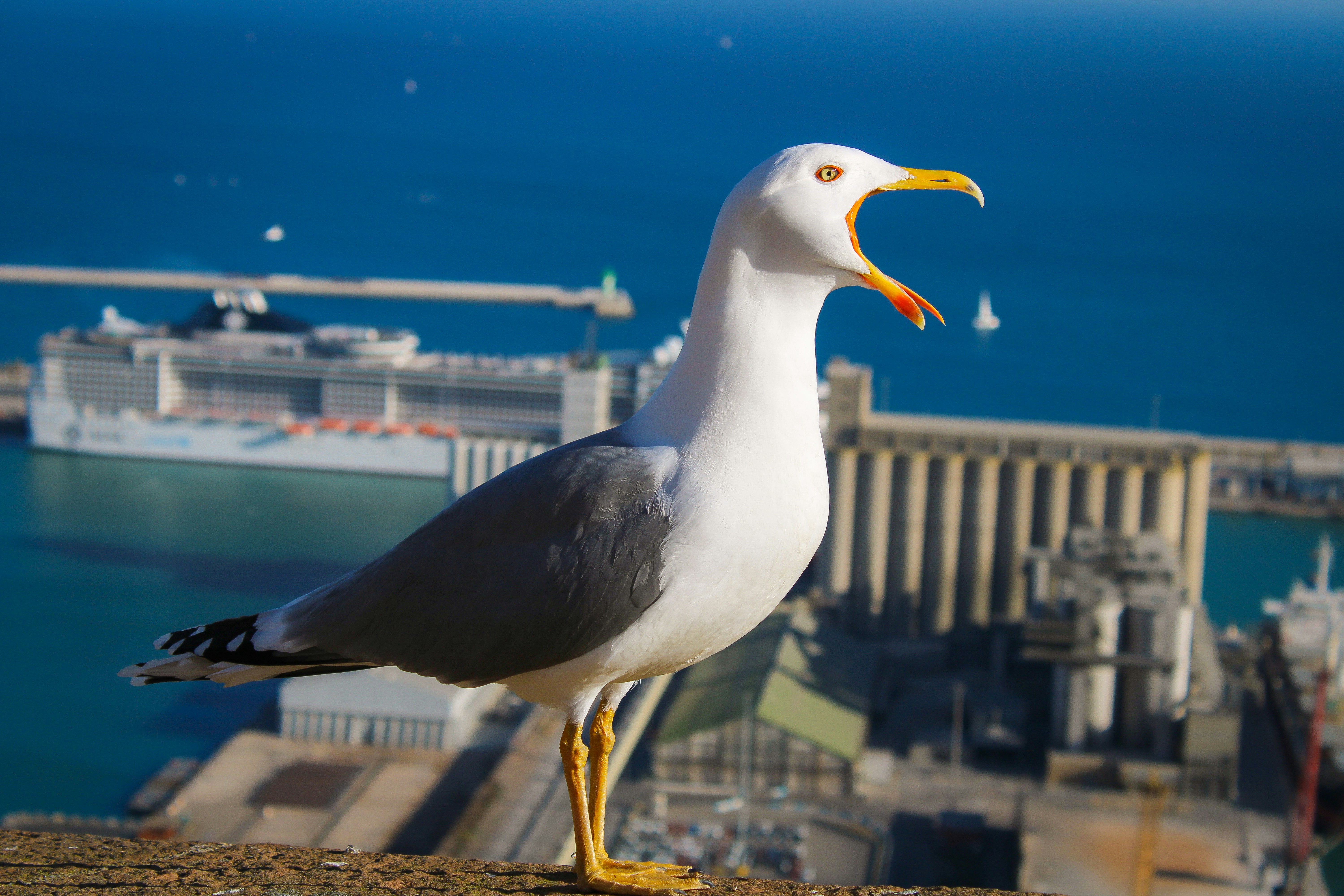 Beak Over the Breakwater: A Seagull Framing the Port's Quiet Pulse