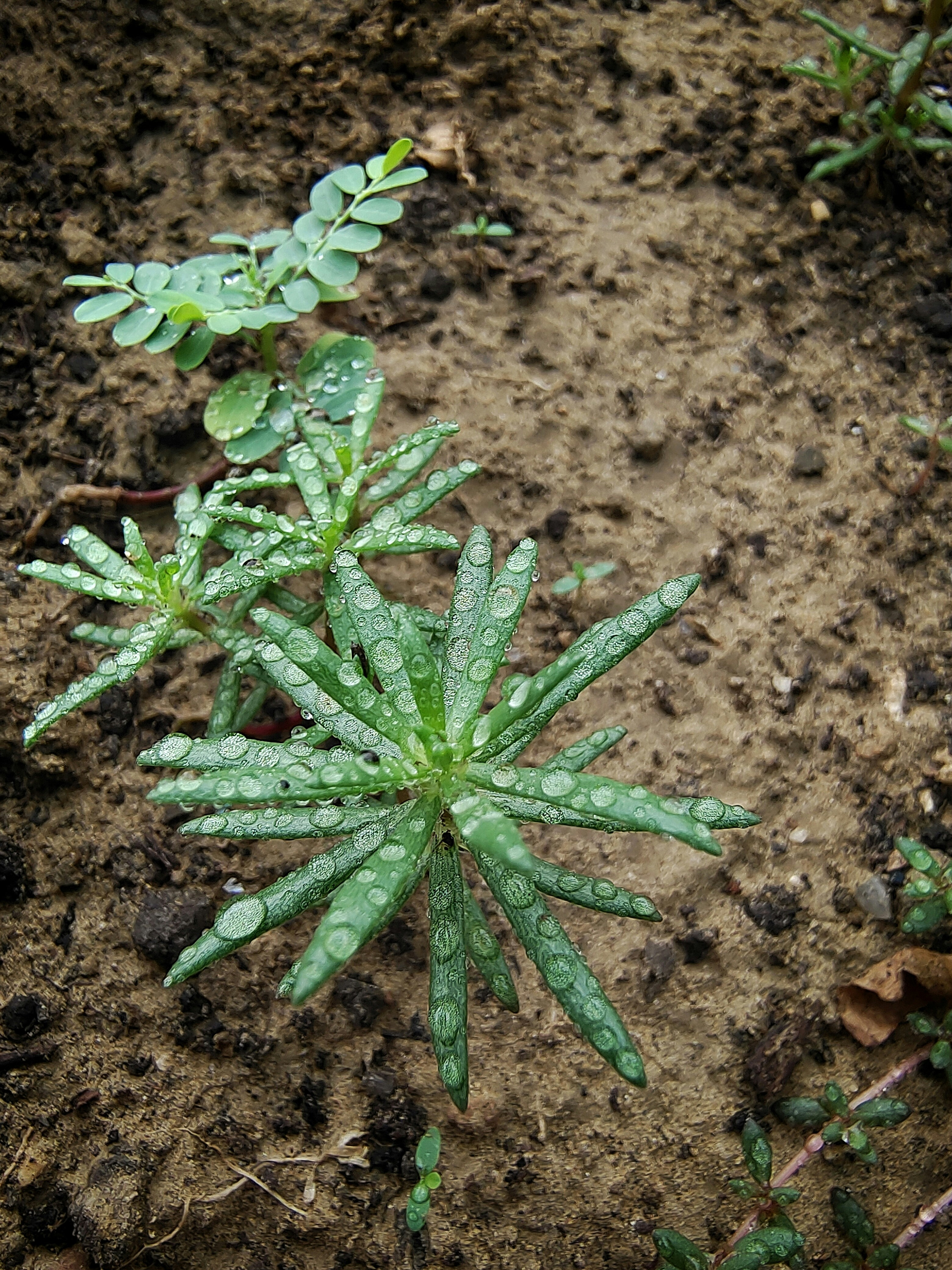 Photo by Manvendra Singh Yadav with Vivo X60