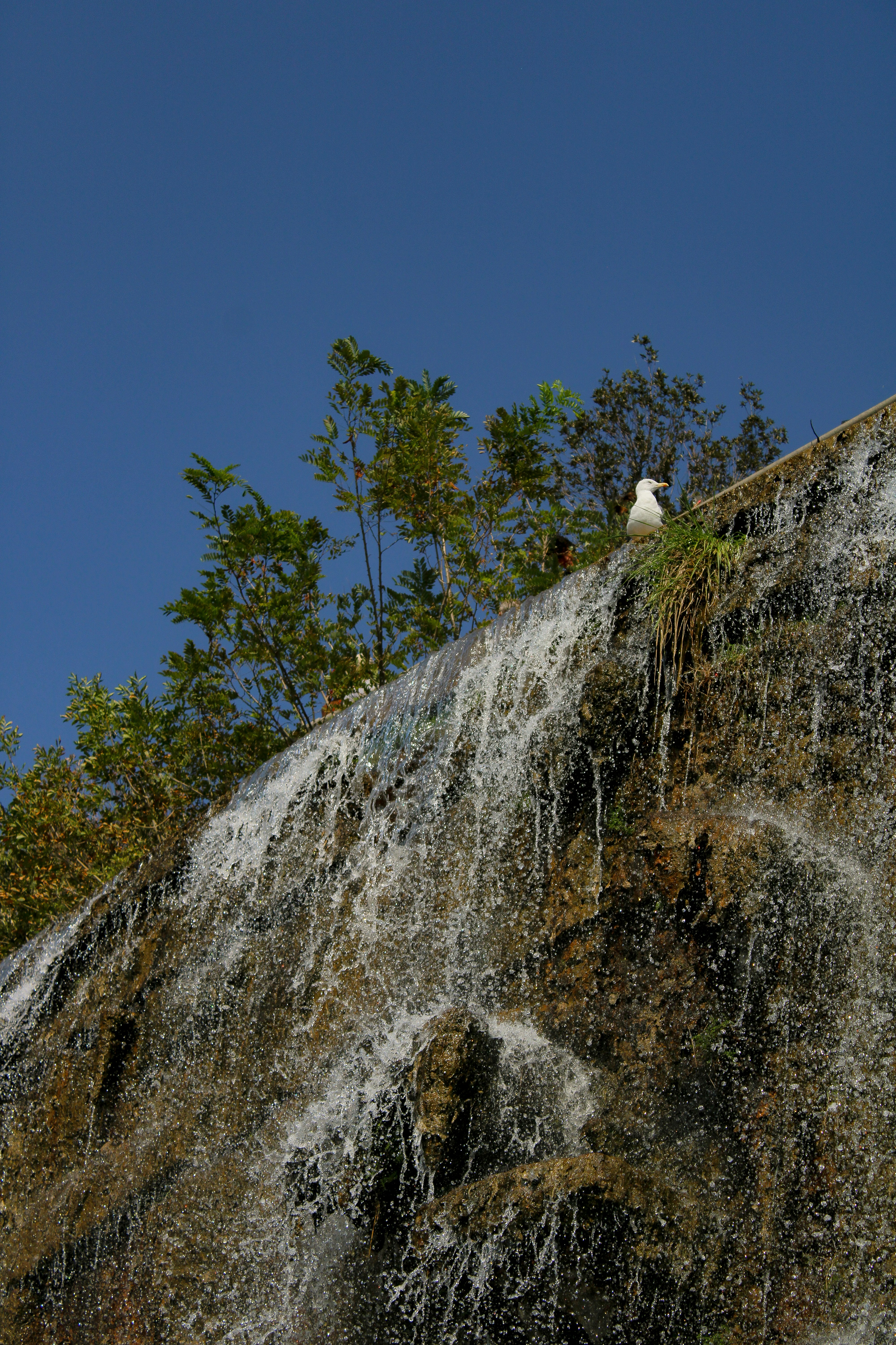 Gull on the Rim: A Quiet Sentinel Over a Sunlit Waterfall