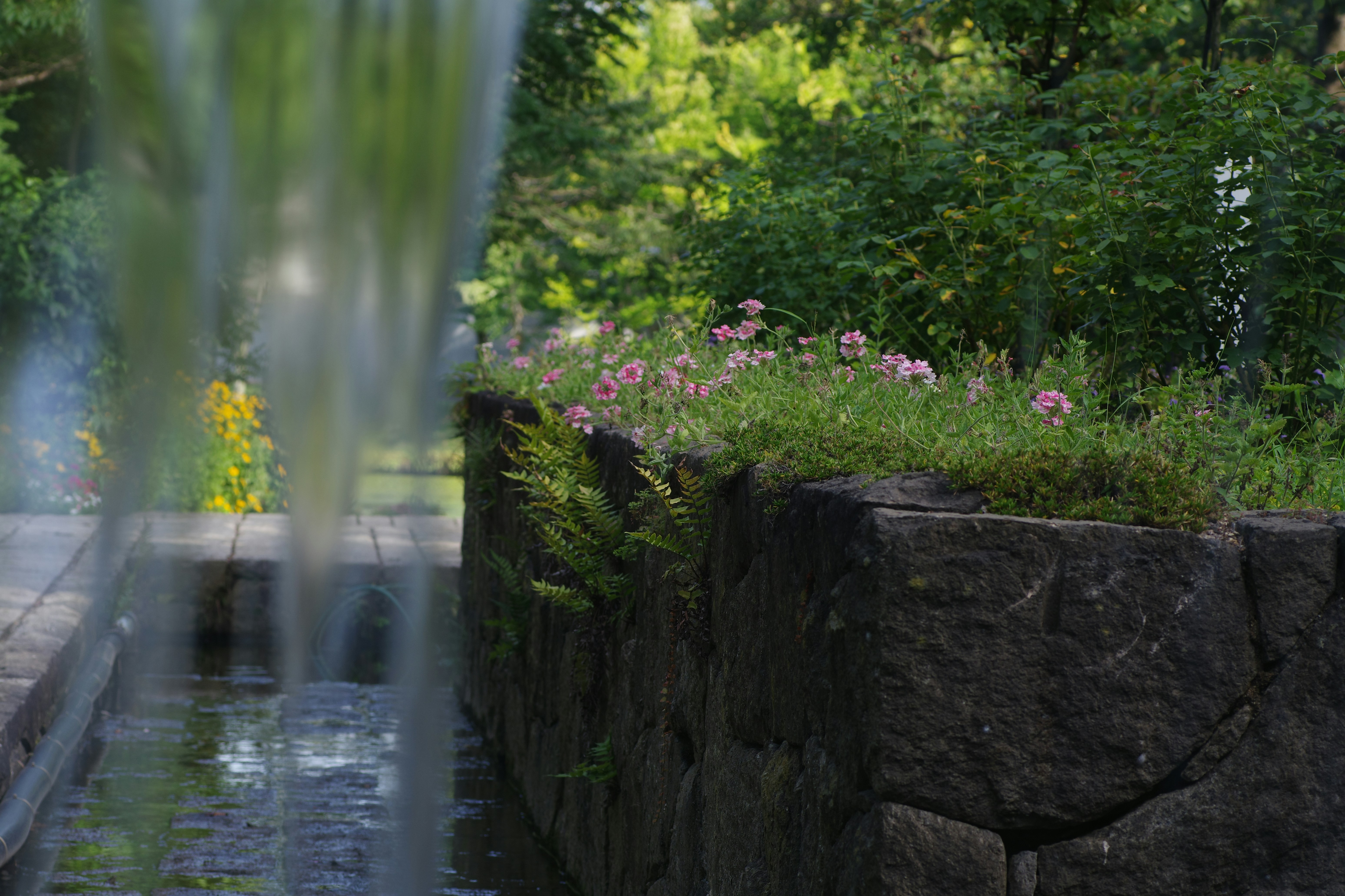 A fire hydrant spewing out water into a pond photo – Free 食物 Image on ...