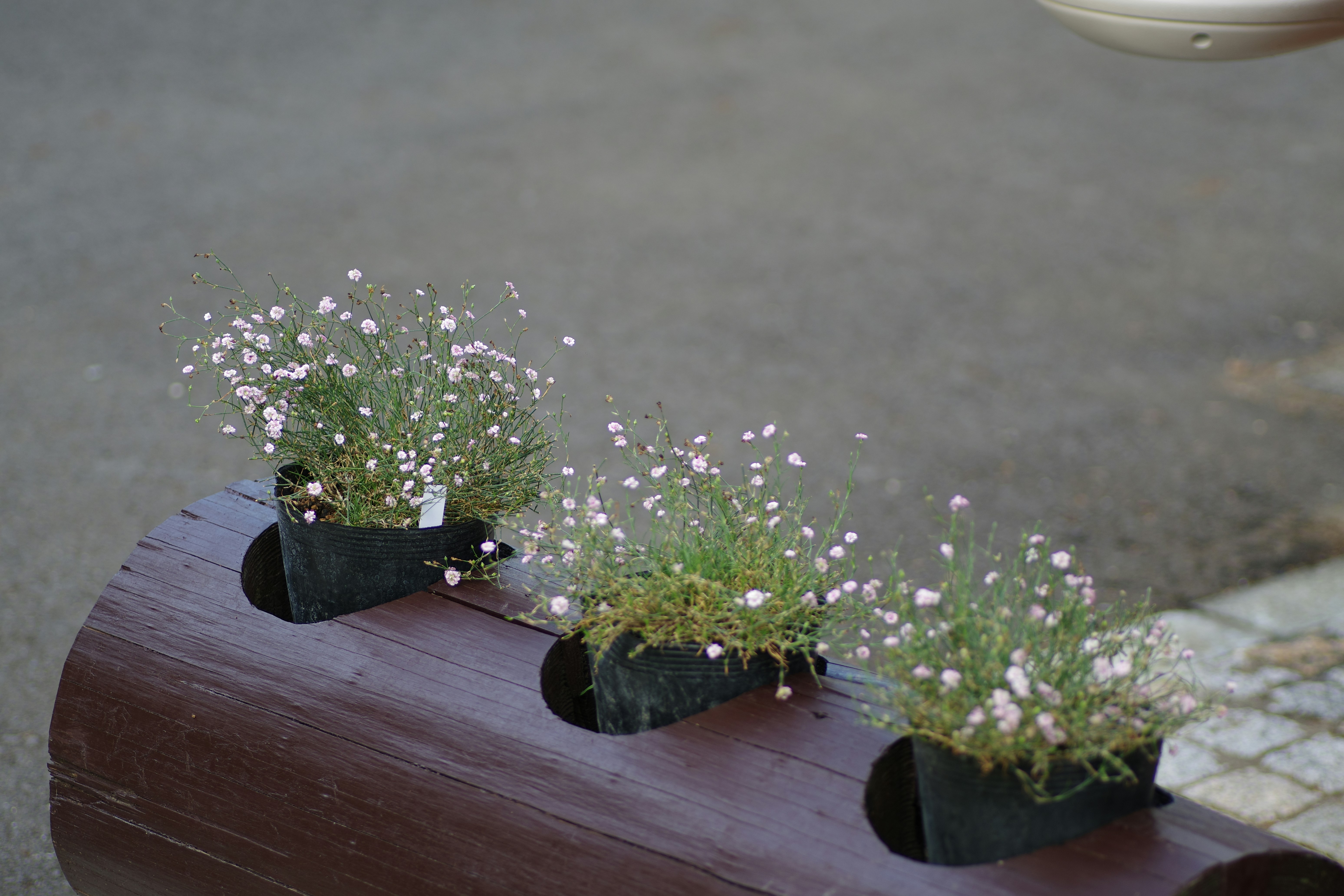 Tiny florals, big curbside: three potted blooms on a wooden railing