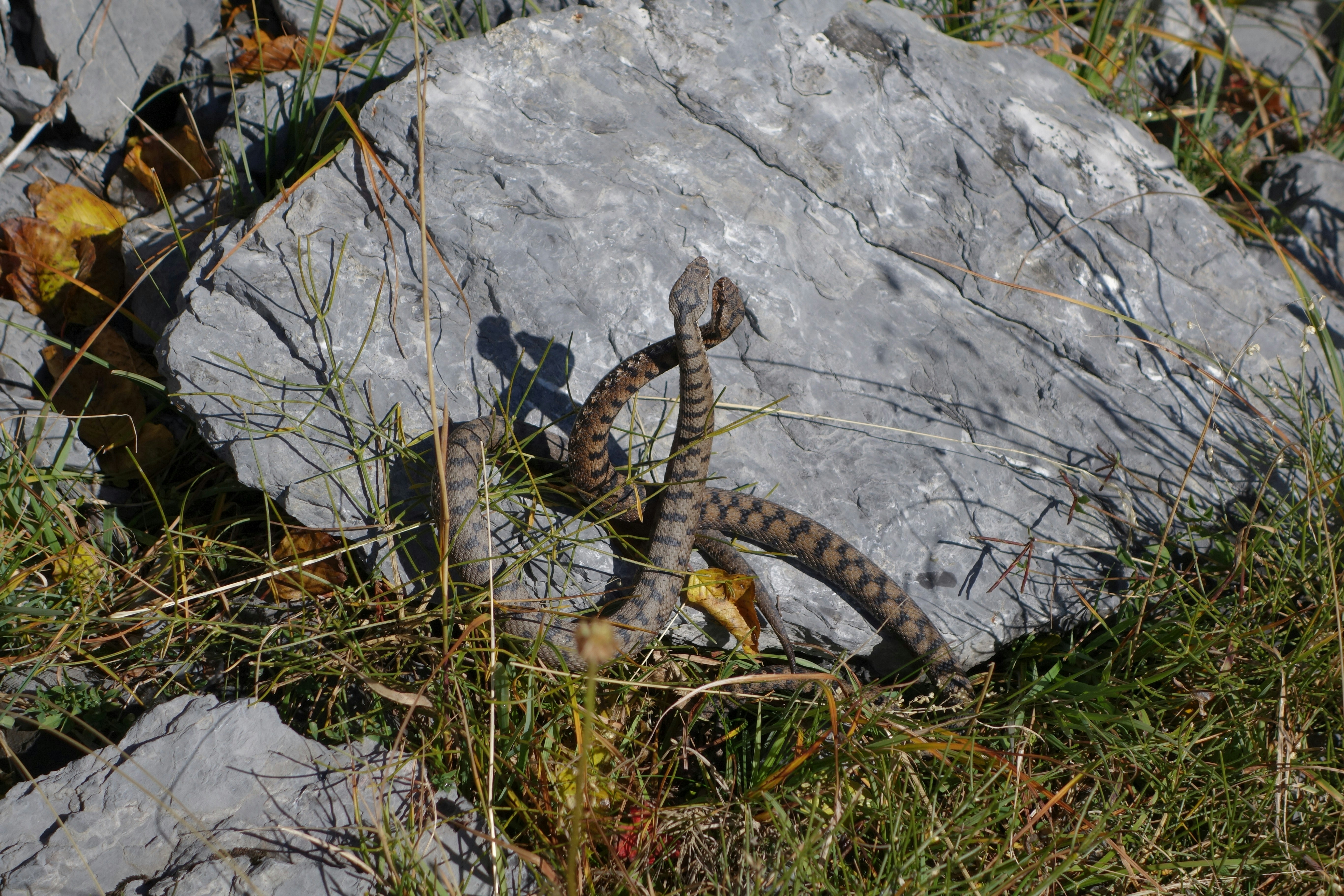 Coiled on slate: a patterned viper threads through sunlit rocks
