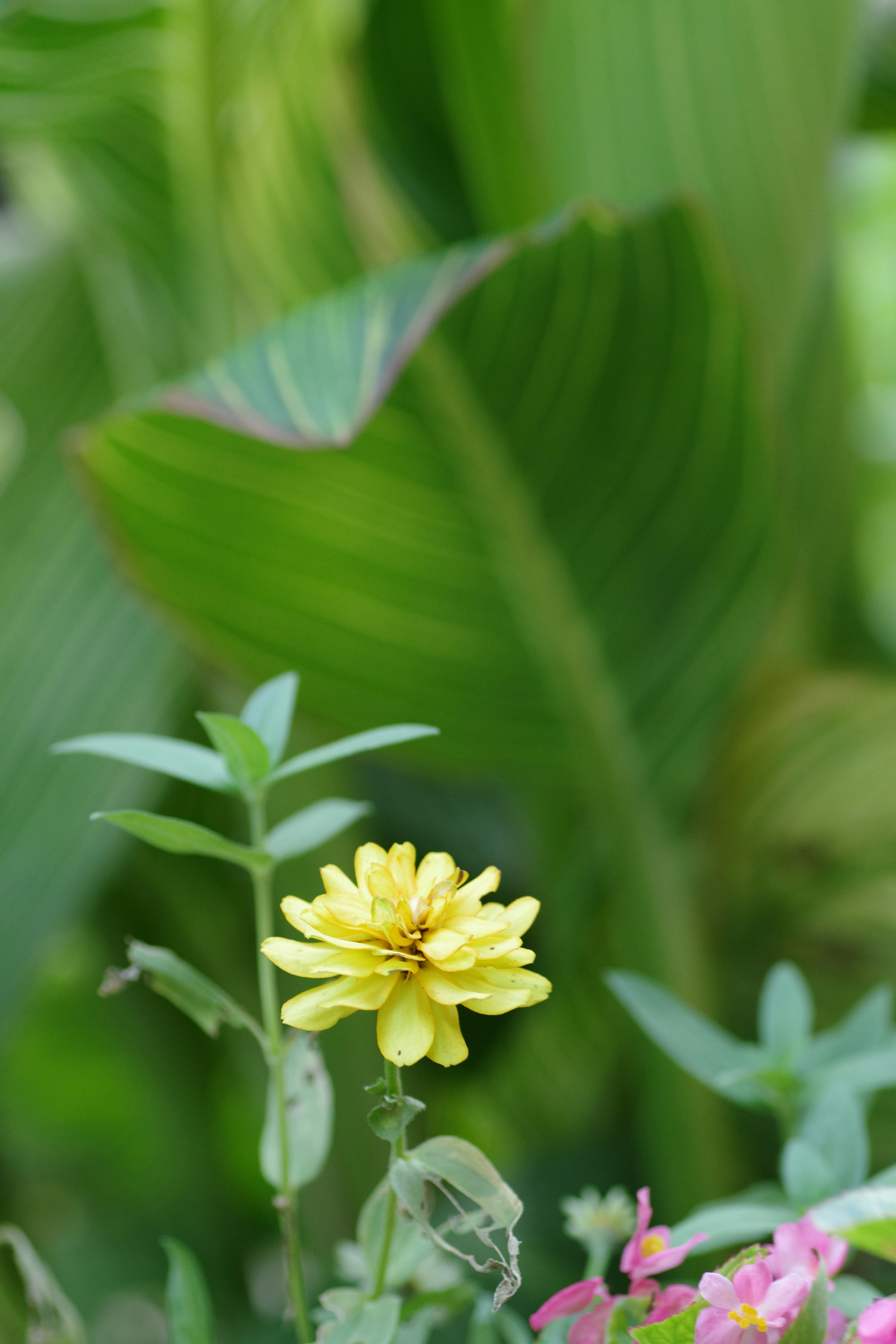 Sun-kissed zinnia in a sea of tropical green