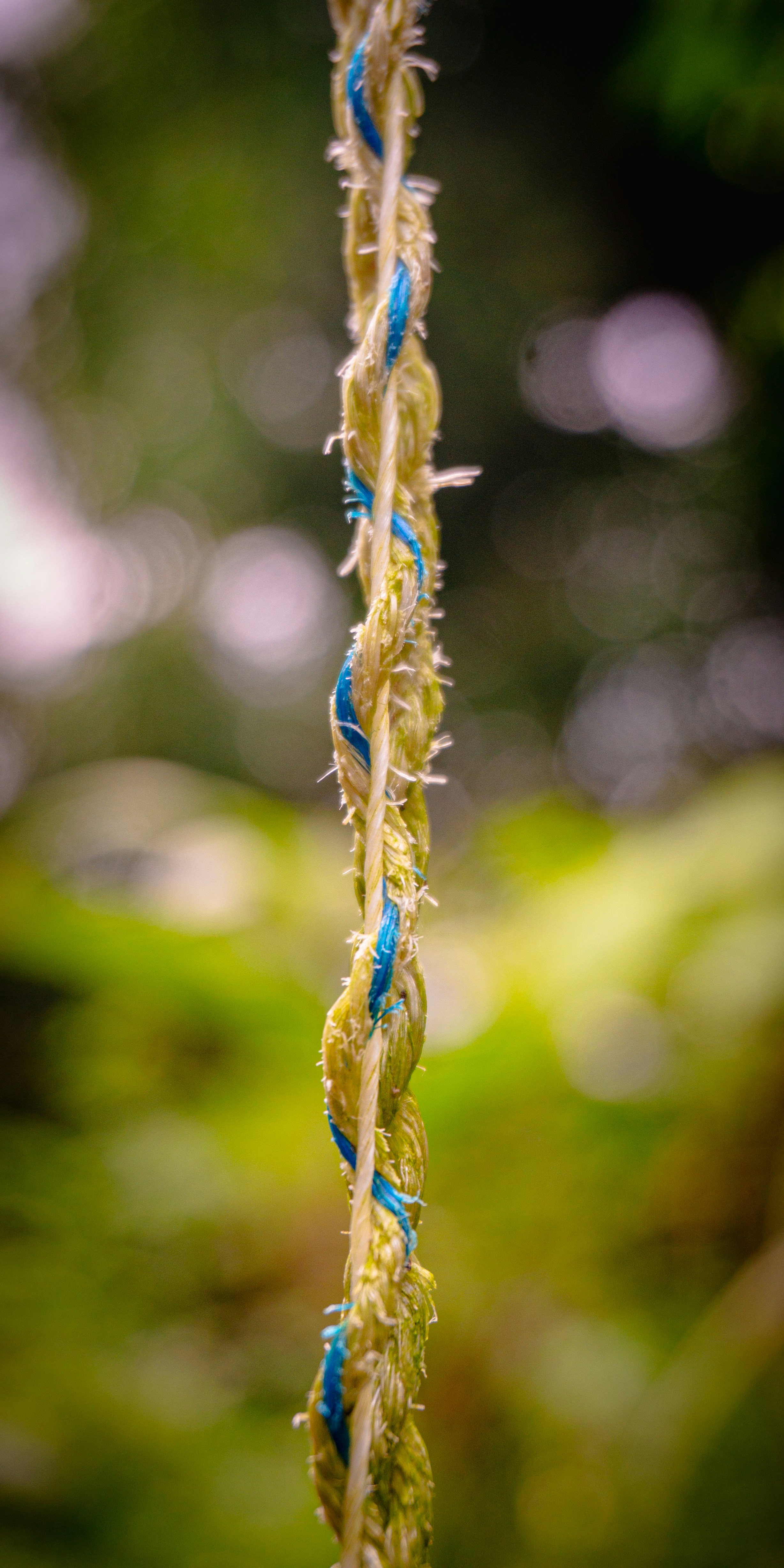 Threads in Sunlight: a macro close-up of a blue-and-cream braided rope