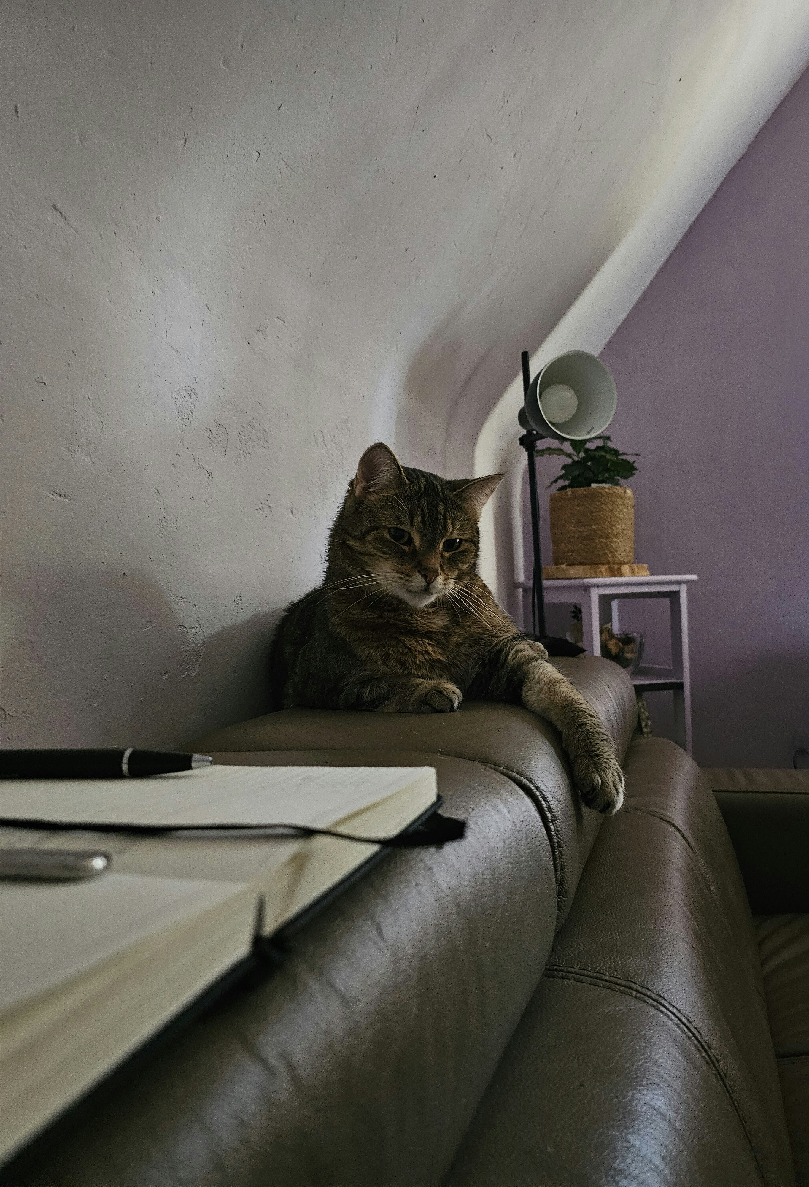 Comfy Watcher: Cat at Rest on a Leather Sofa by a Quiet Studio Corner