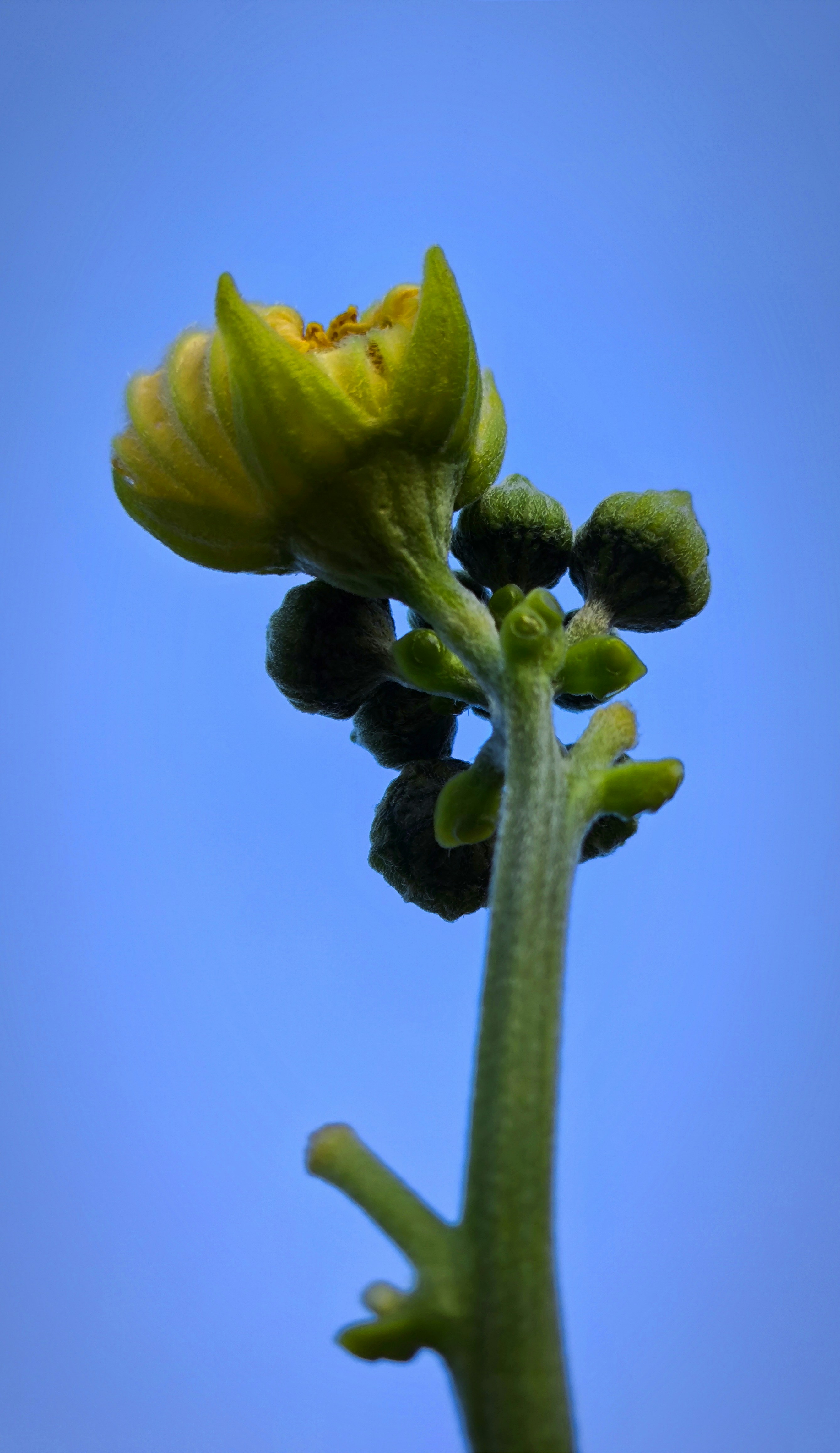 Ridged Gourd or Luffa Flower Wallpaper for Lockscreen Depth Effect Wallpaper