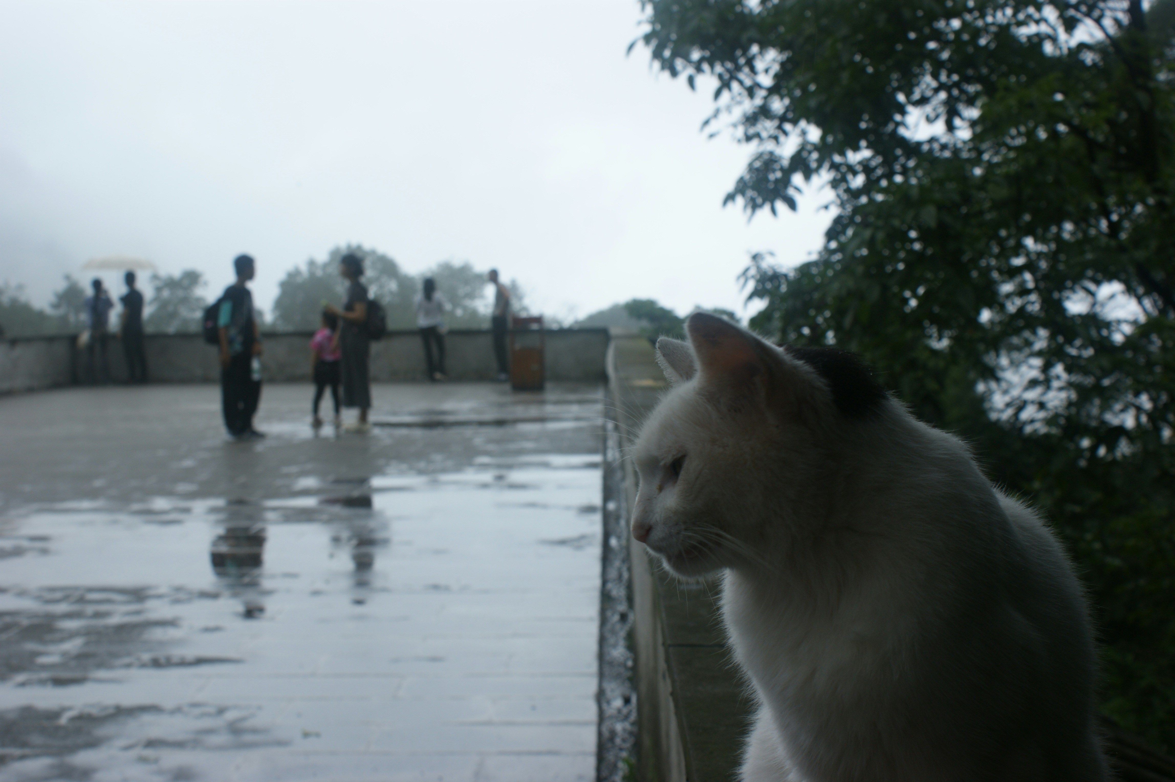 A white cat sitting on top of a window sill