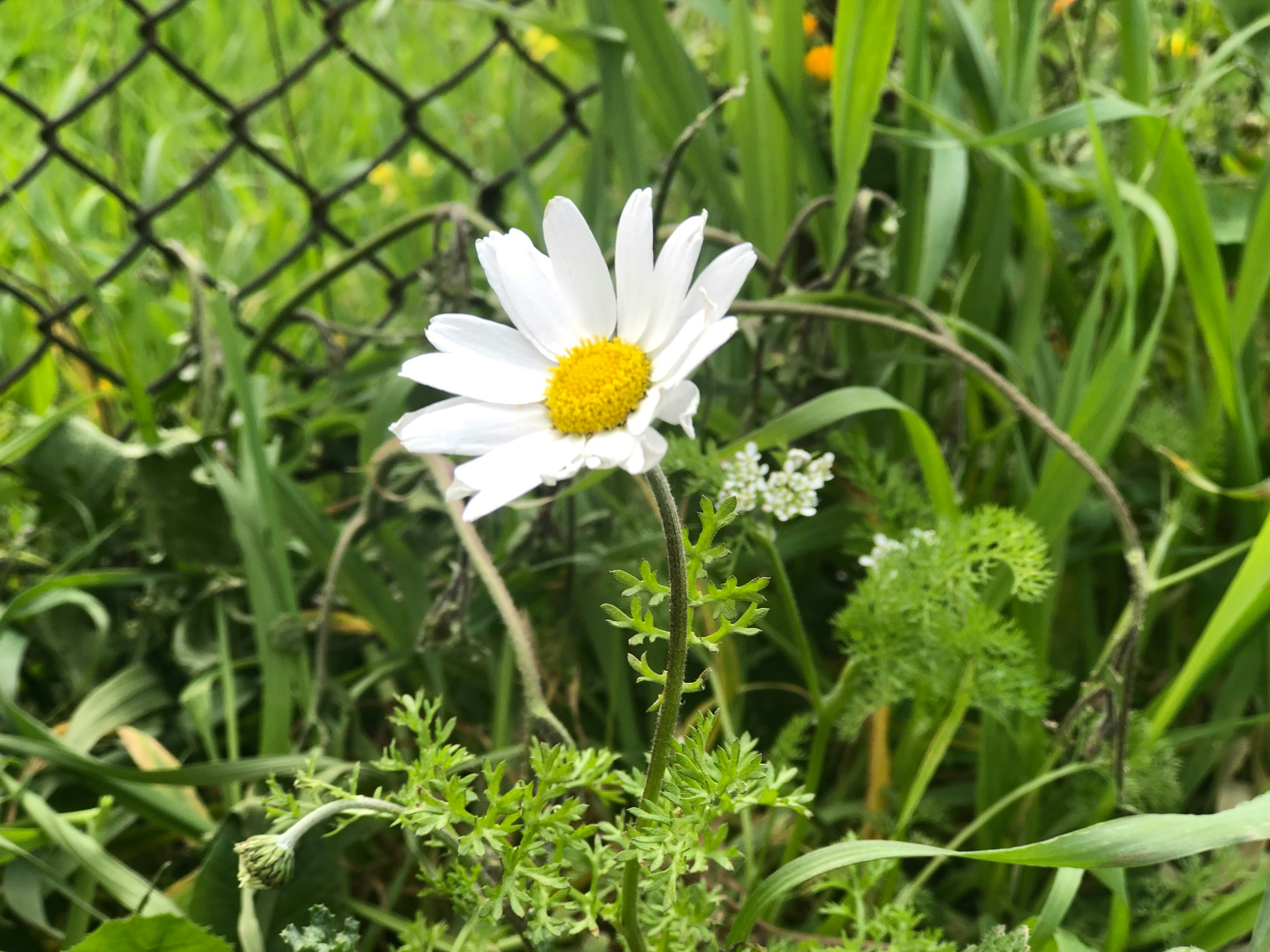 Flower Fortune Telling: Loves or Doesn't Love