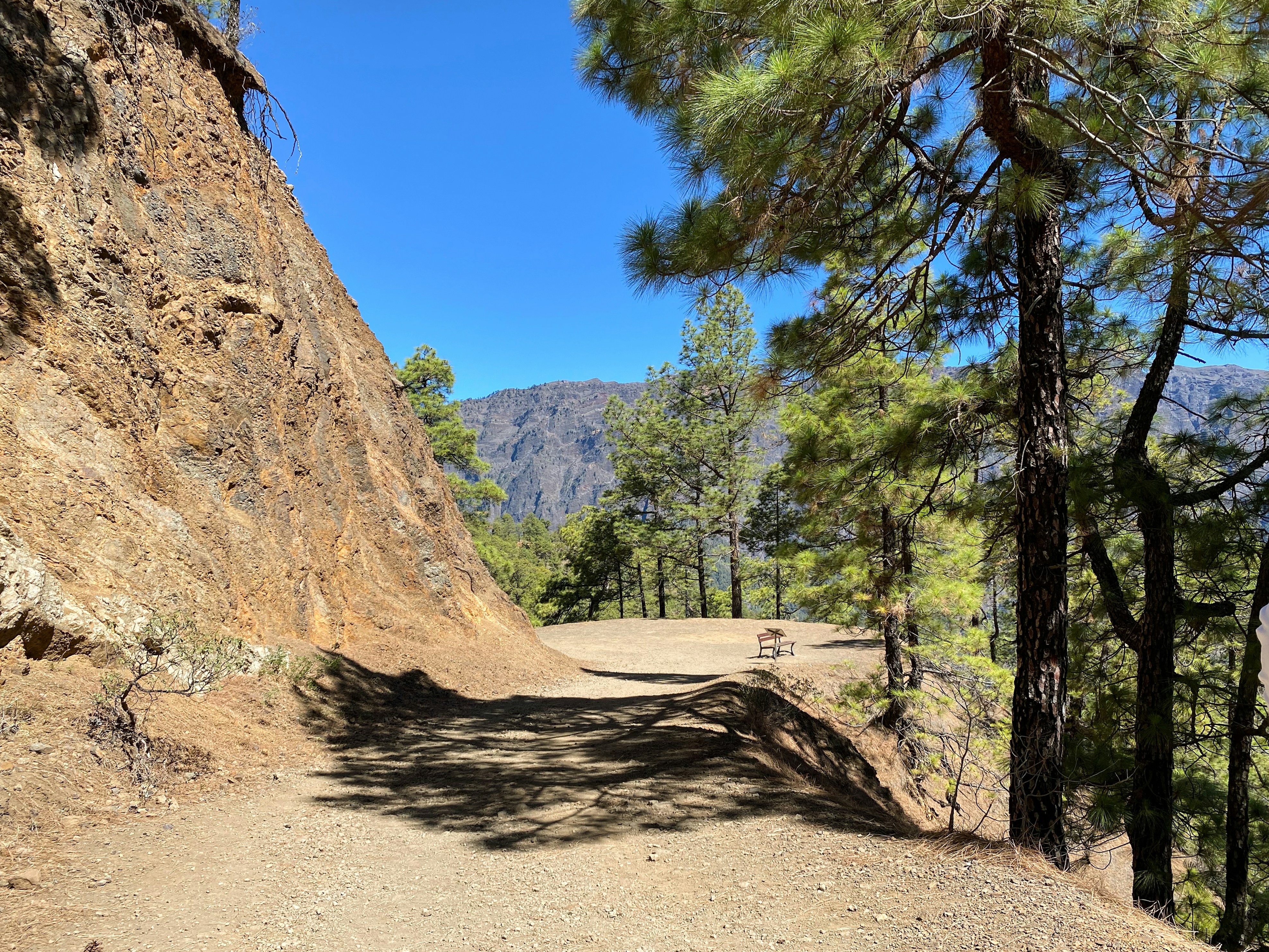 Sunlit Trail Winding Between Rocky Cliff and Pine Forest