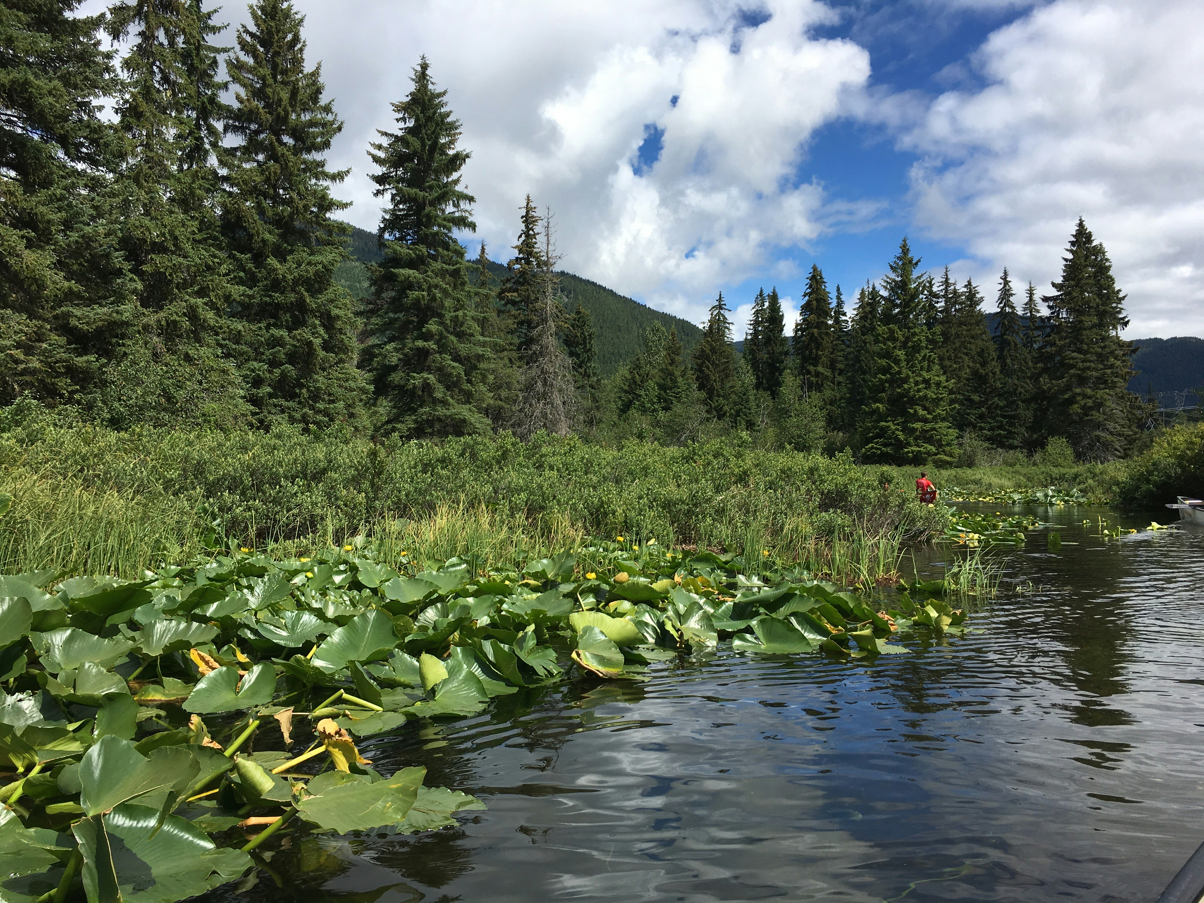 Red-clad Wanderer Along a Lily-Fringed Alpine Waterway