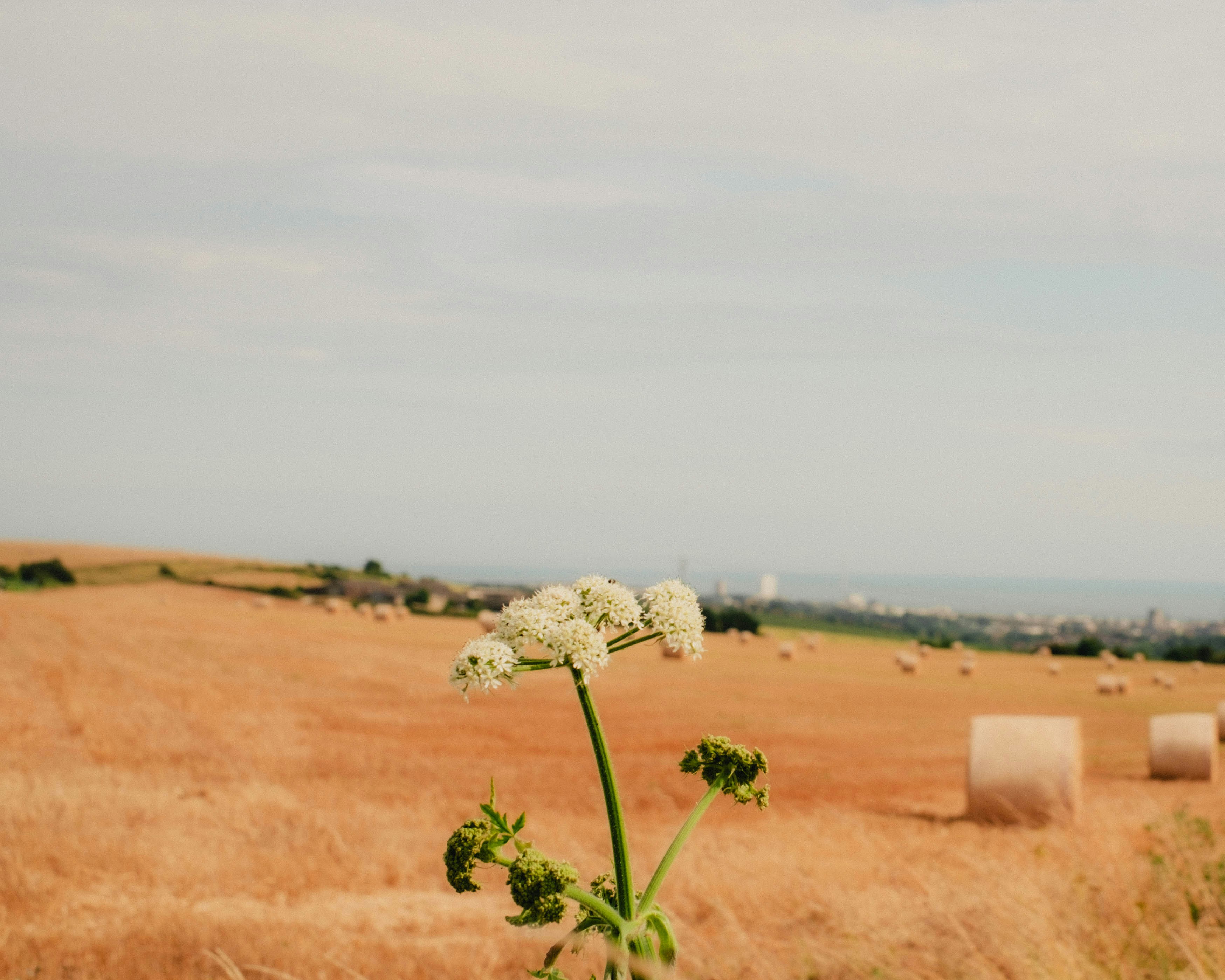 A field with hay bales and a flower in the foreground photo – Free Sea ...